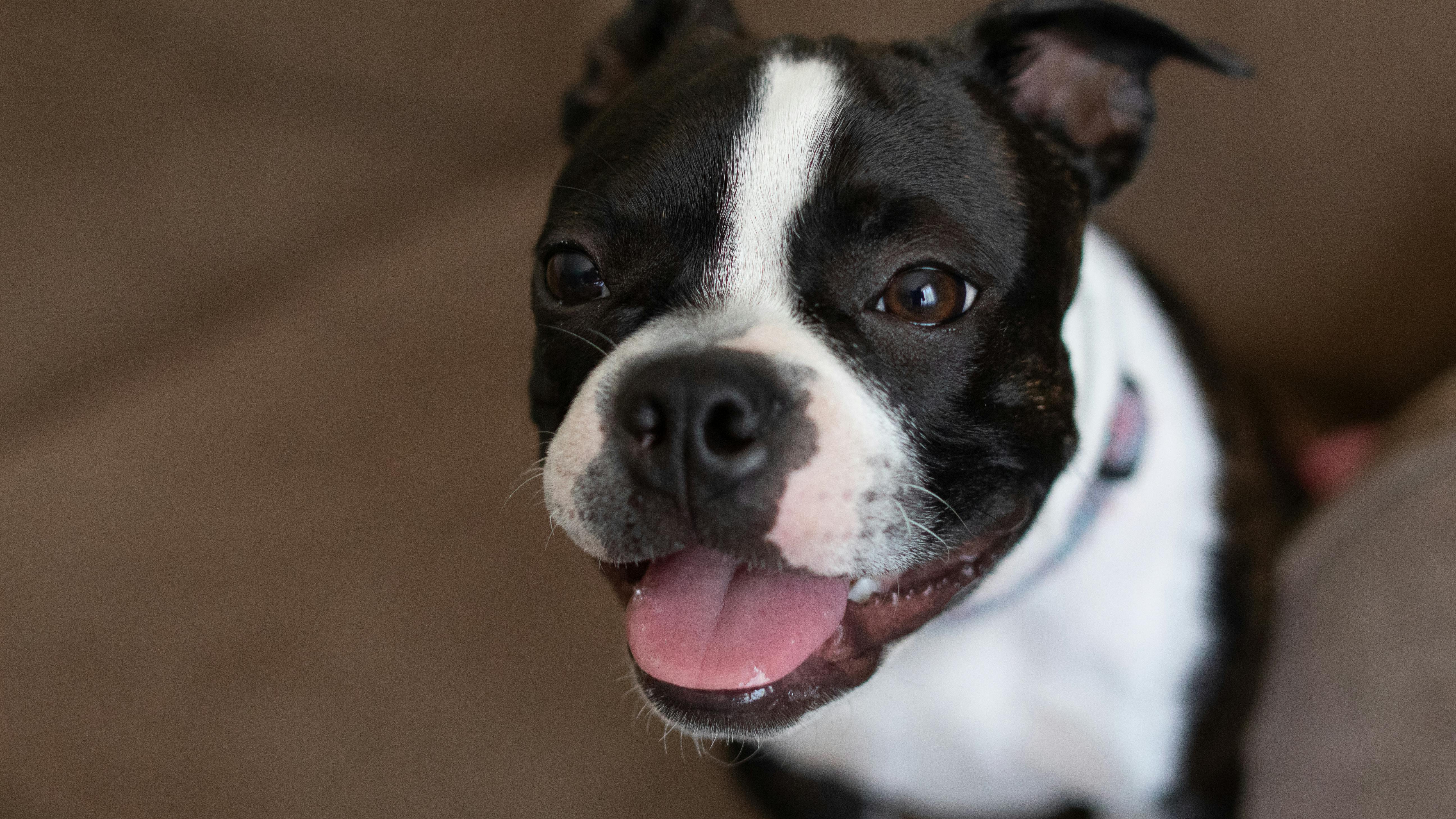 Adorable Boston Terrier Dog Portrait Indoors · Free Stock Photo