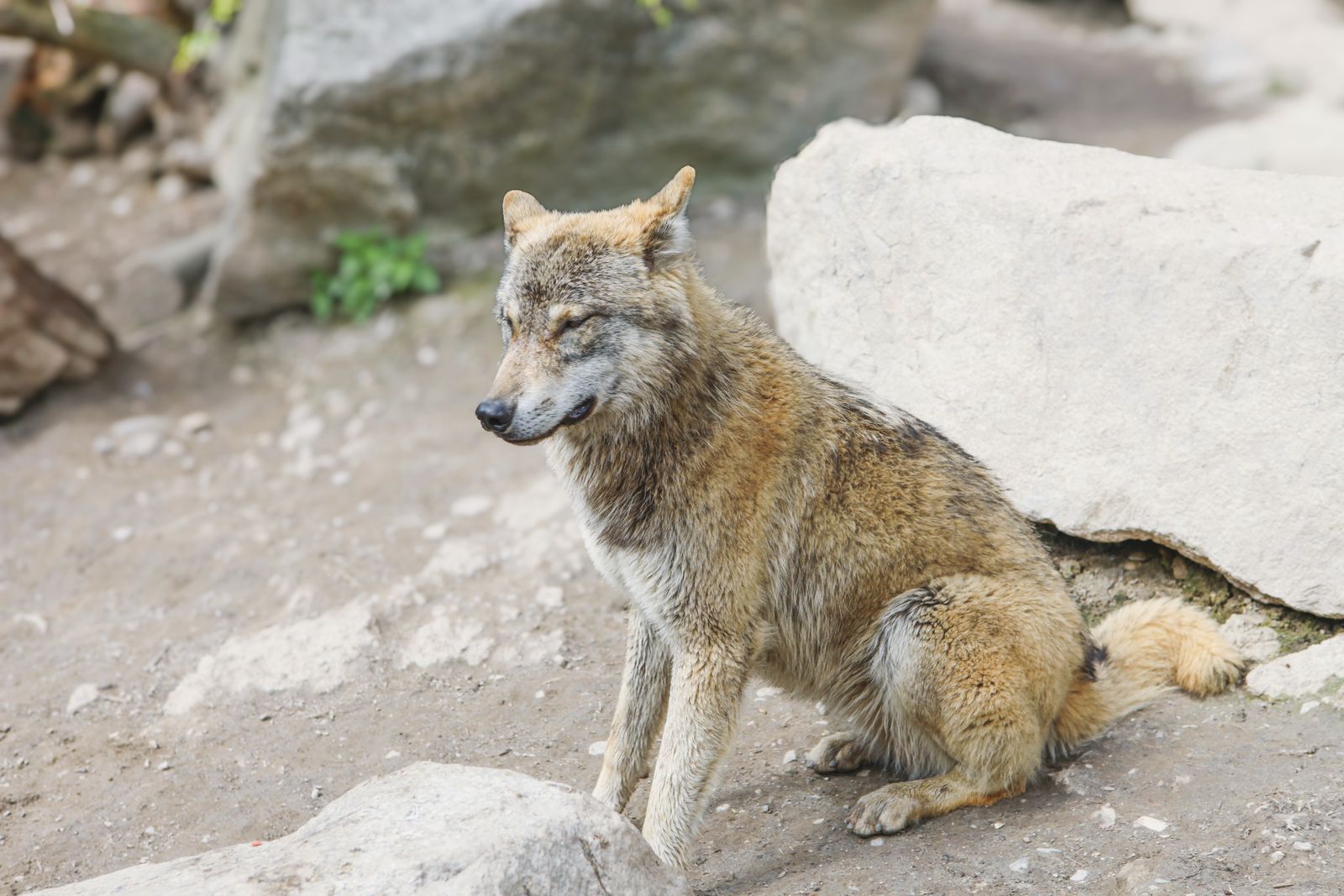 Wolf Sitting Photos, Download The BEST Free Wolf Sitting Stock Photos ...