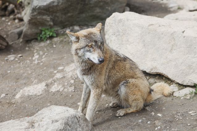 California Wolf Packs: Conserving a Native Species