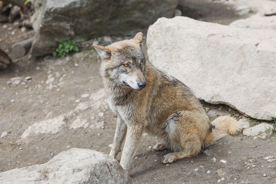 California Wolf Packs: Conserving a Native Species
