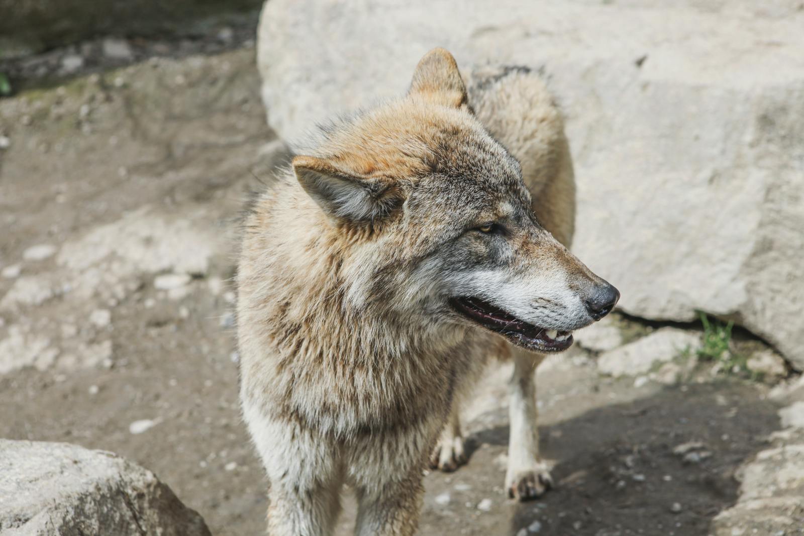 Wolf Head Photos, Download The BEST Free Wolf Head Stock Photos & HD Images