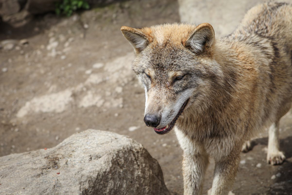 Understanding How Wolf Packs Work and Function: A Guide