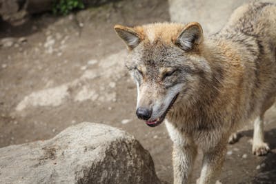 Understanding How Wolf Packs Work and Function: A Guide