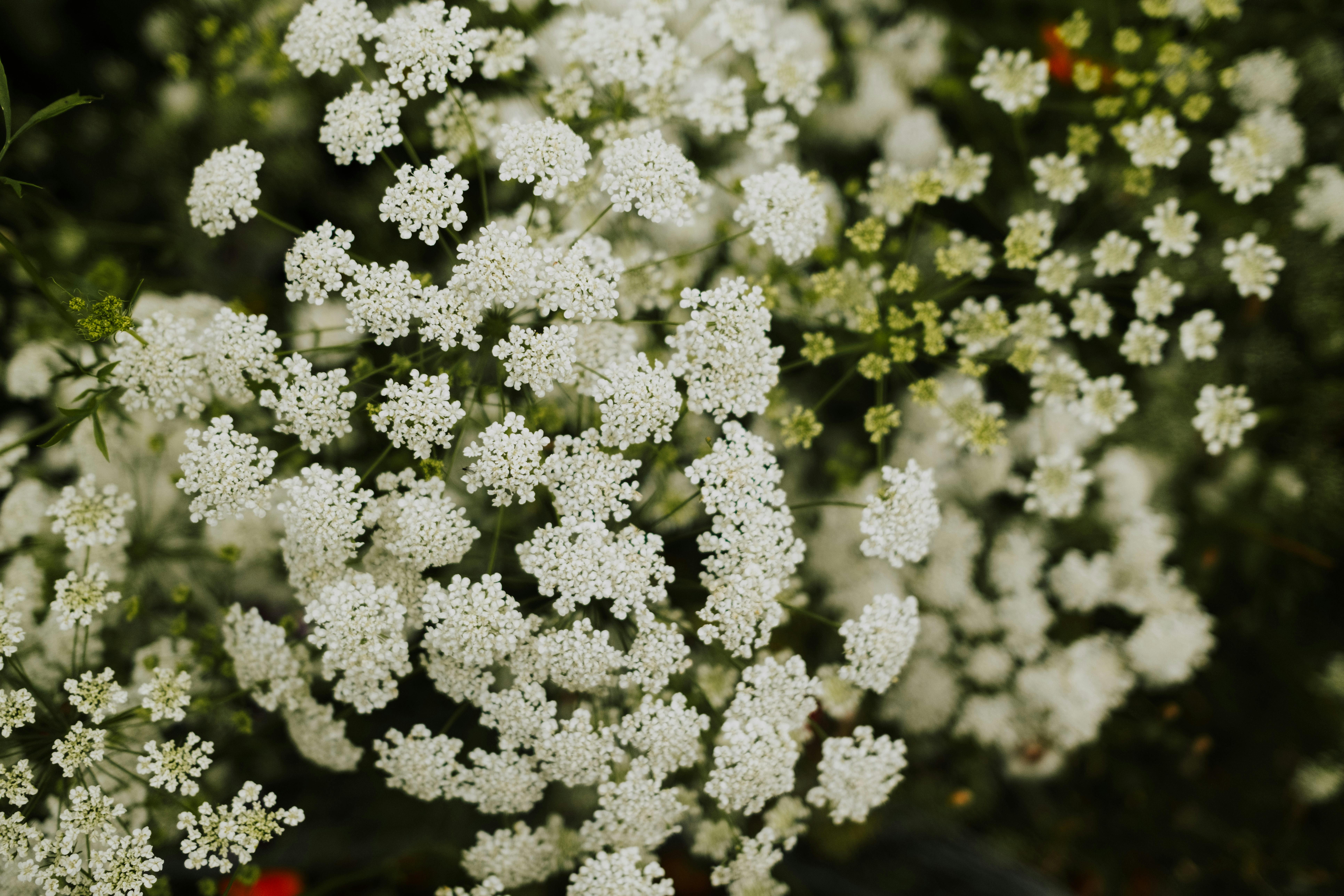 Frosted Appearance Photos, Download The BEST Free Frosted Appearance ...