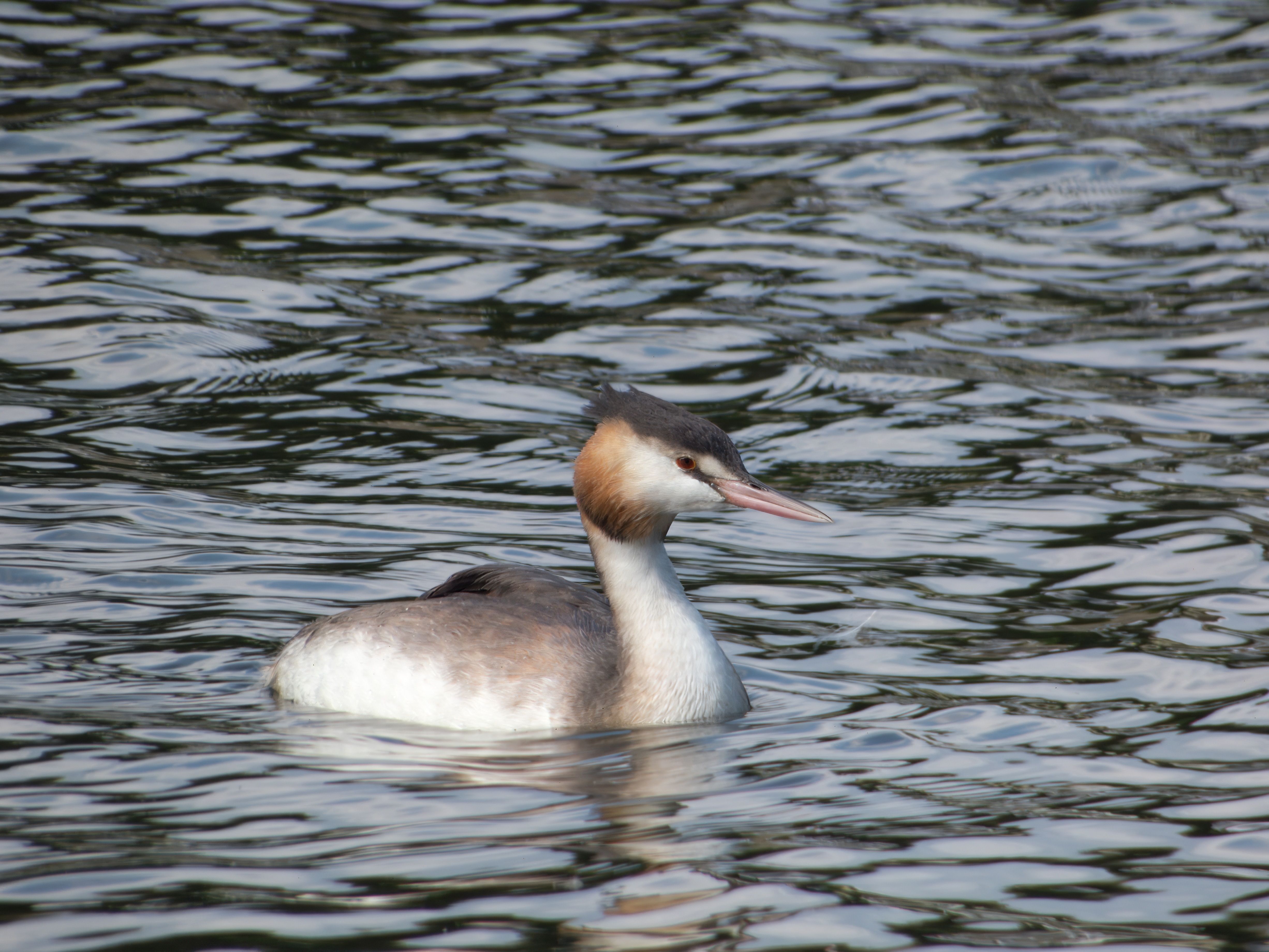 Great Crested Grebe on Serene Lake Waters · Free Stock Photo