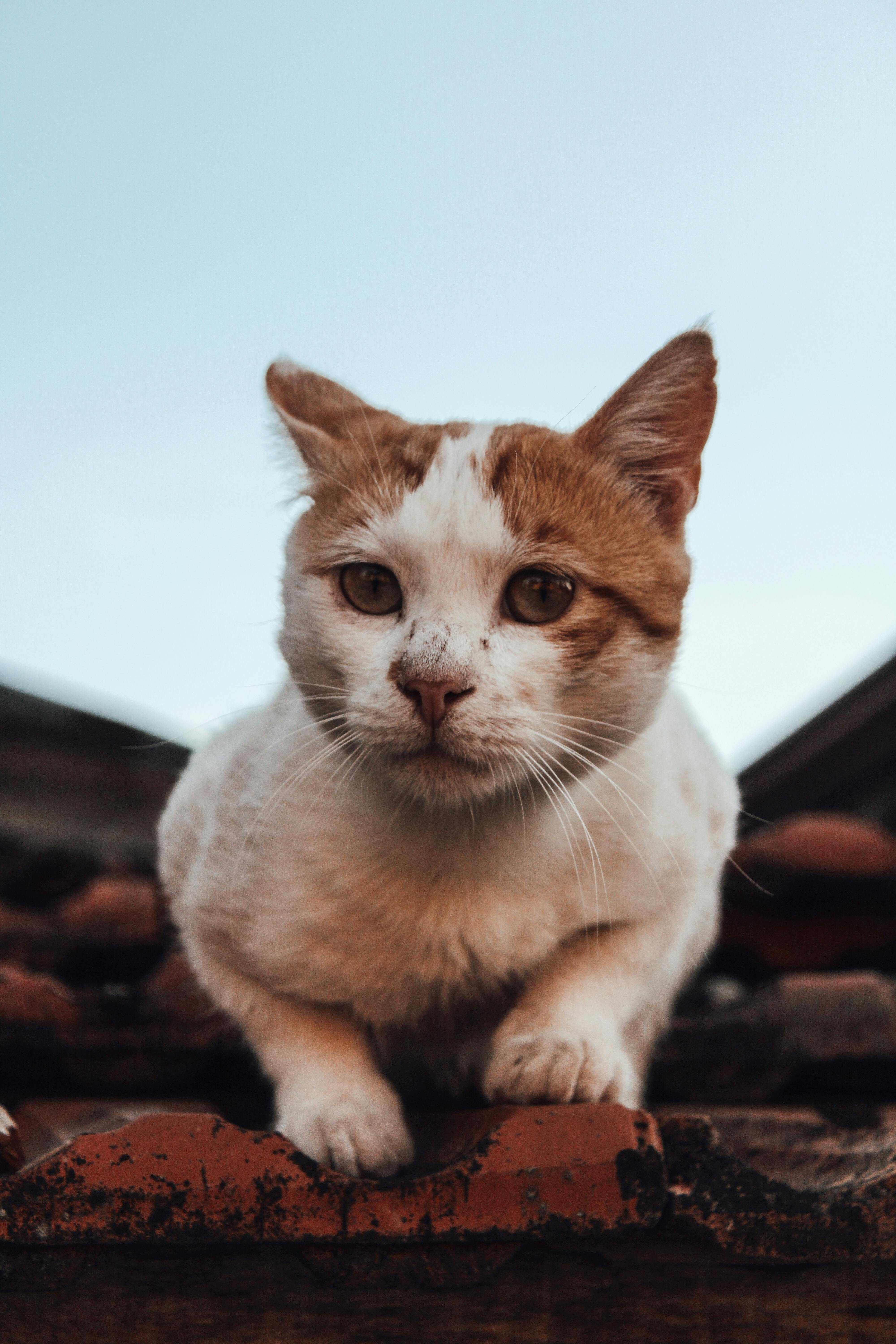 Curious Turkish Shorthair Cat on Roof in Çorum · Free Stock Photo