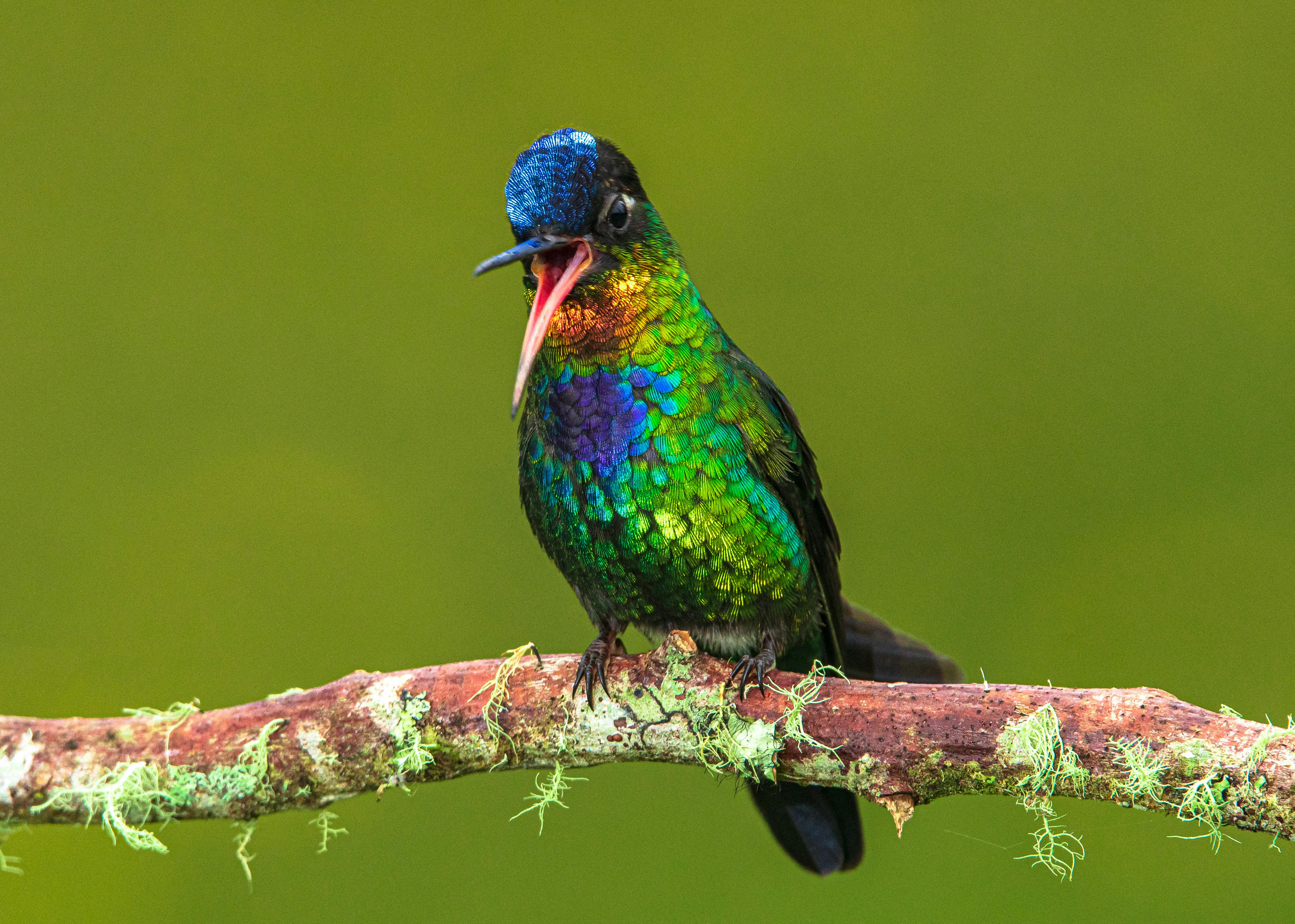 Colibrí de Bogotá · Free Stock Photo