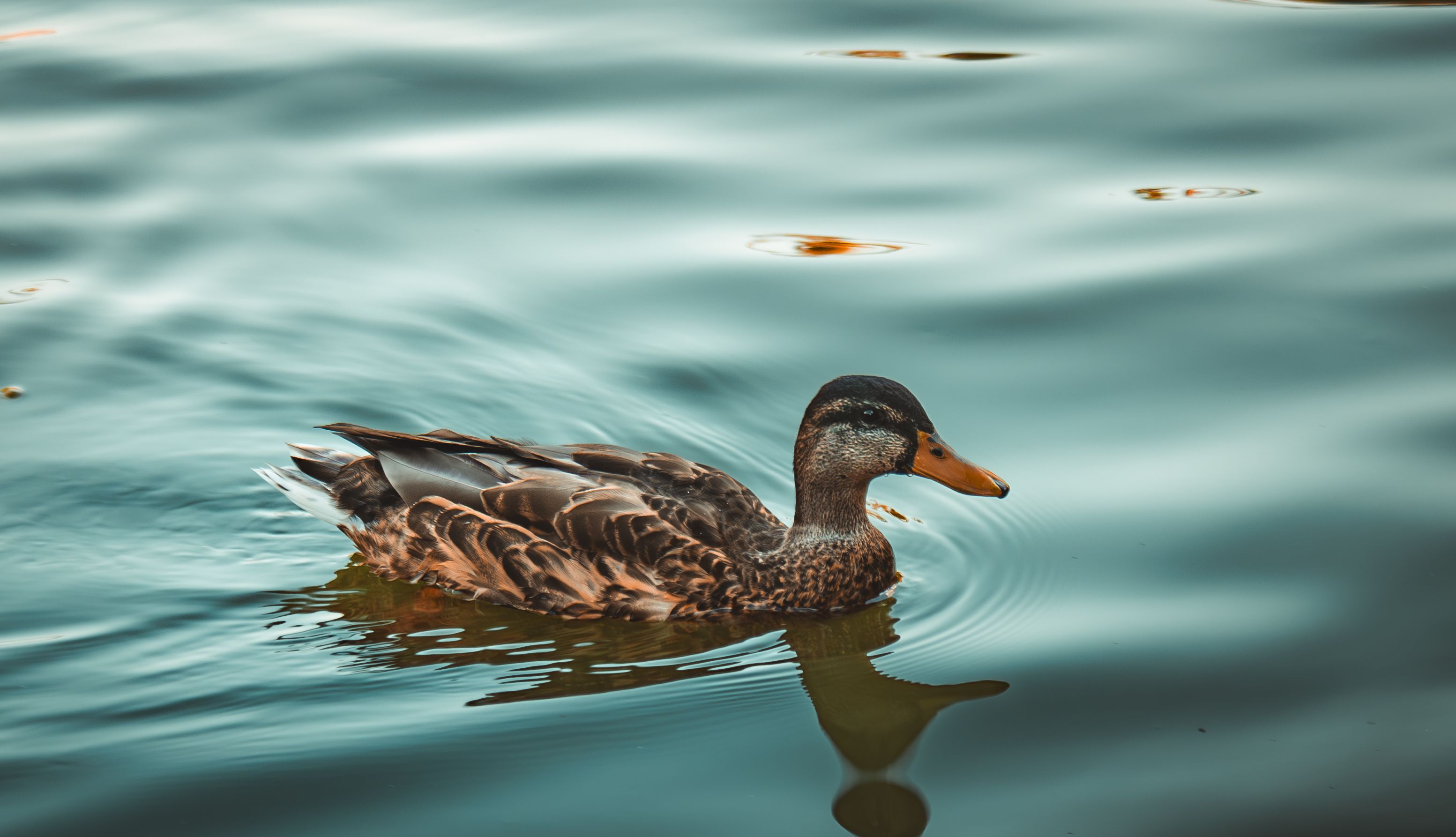 Serene Duck Gliding Across Calm Waters · Free Stock Photo