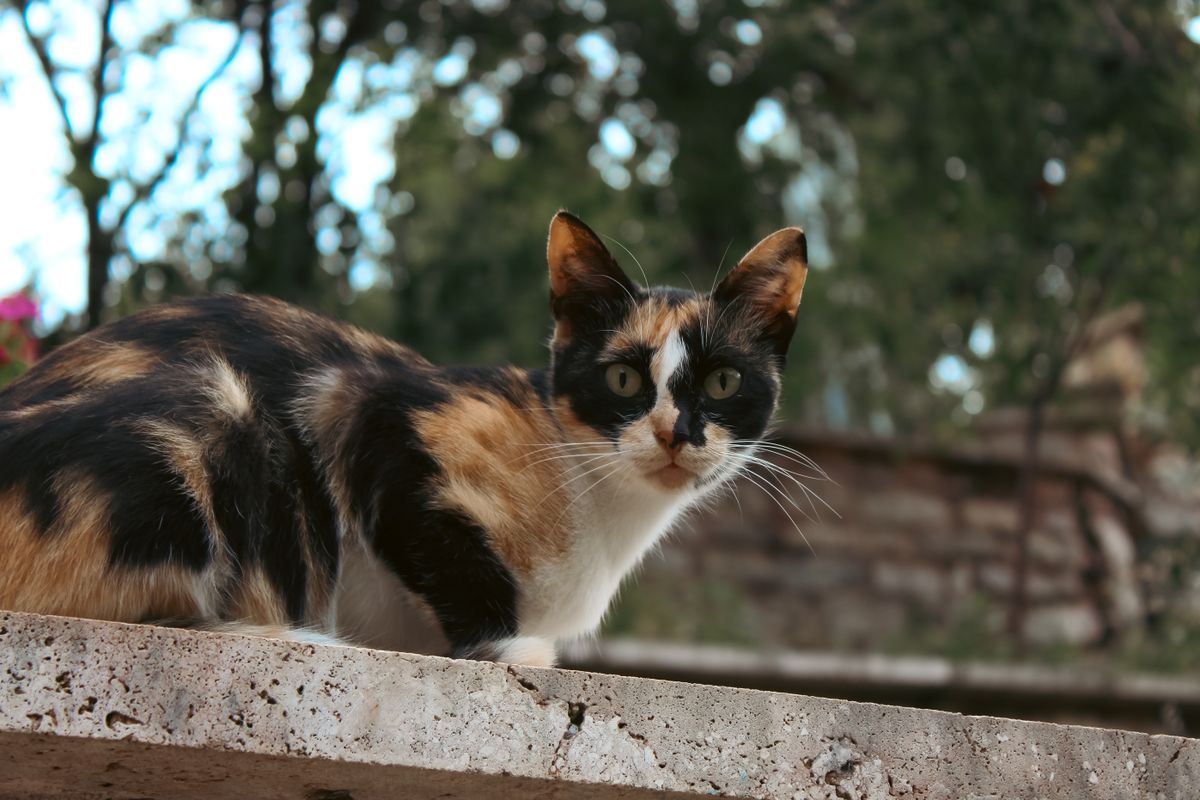 Exploring Types of Cat Colors: A Genetic Guide