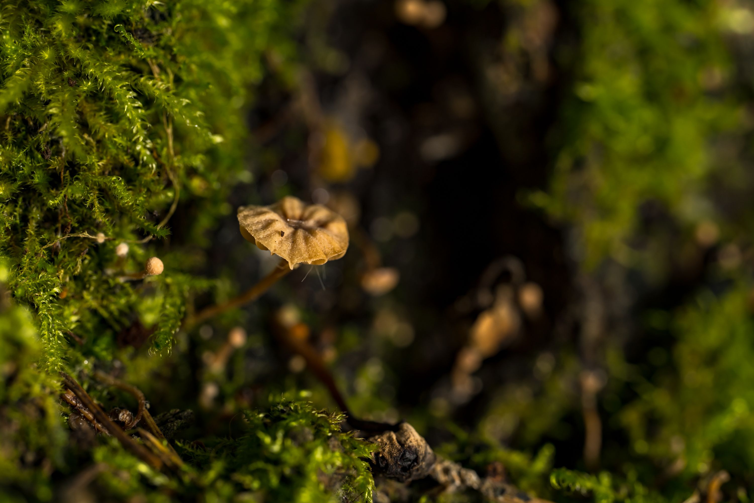 Macro Shot of Forest Mushroom with Moss Background · Free Stock Photo