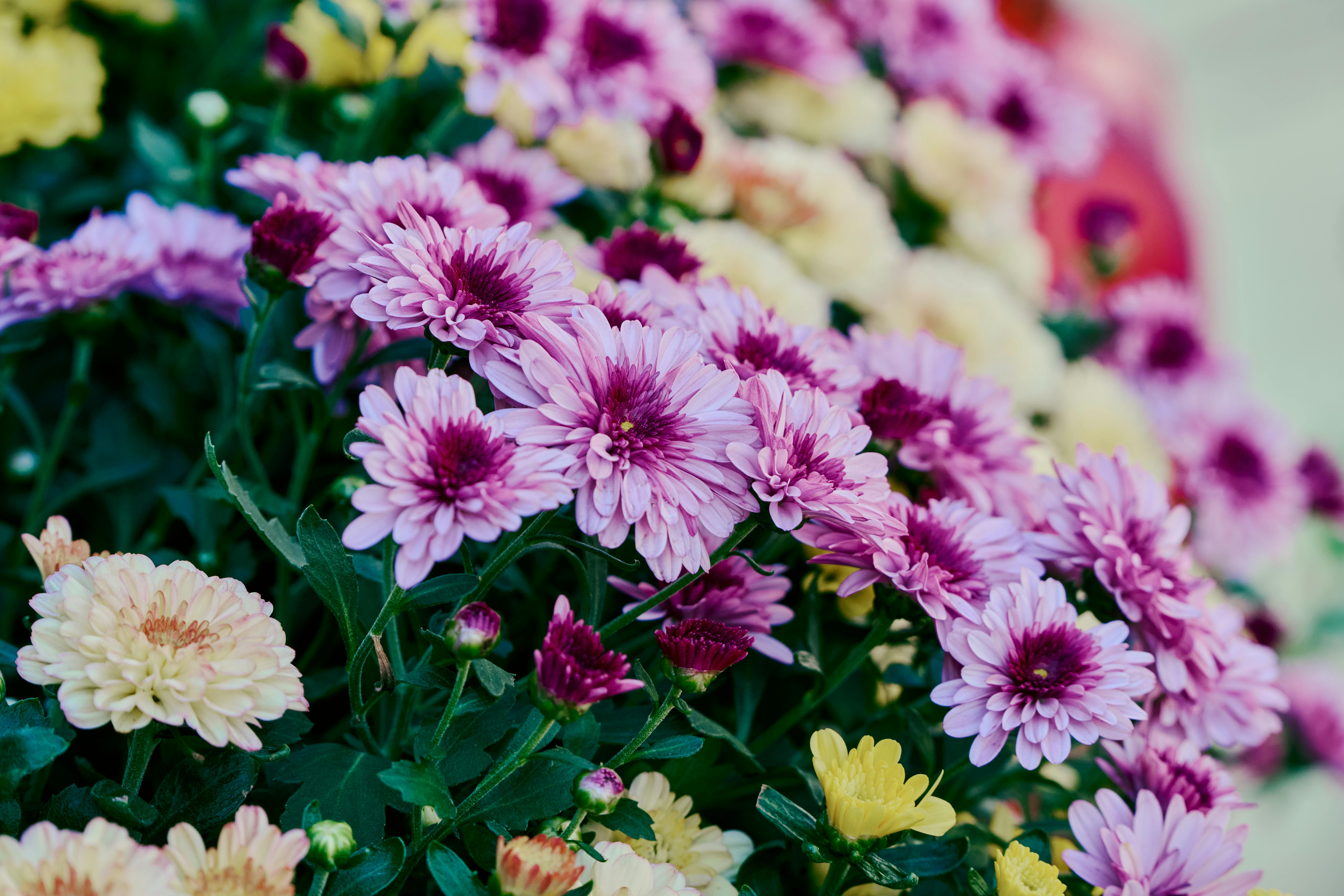 Flowers Mums Photos, Download The BEST Free Flowers Mums Stock Photos ...