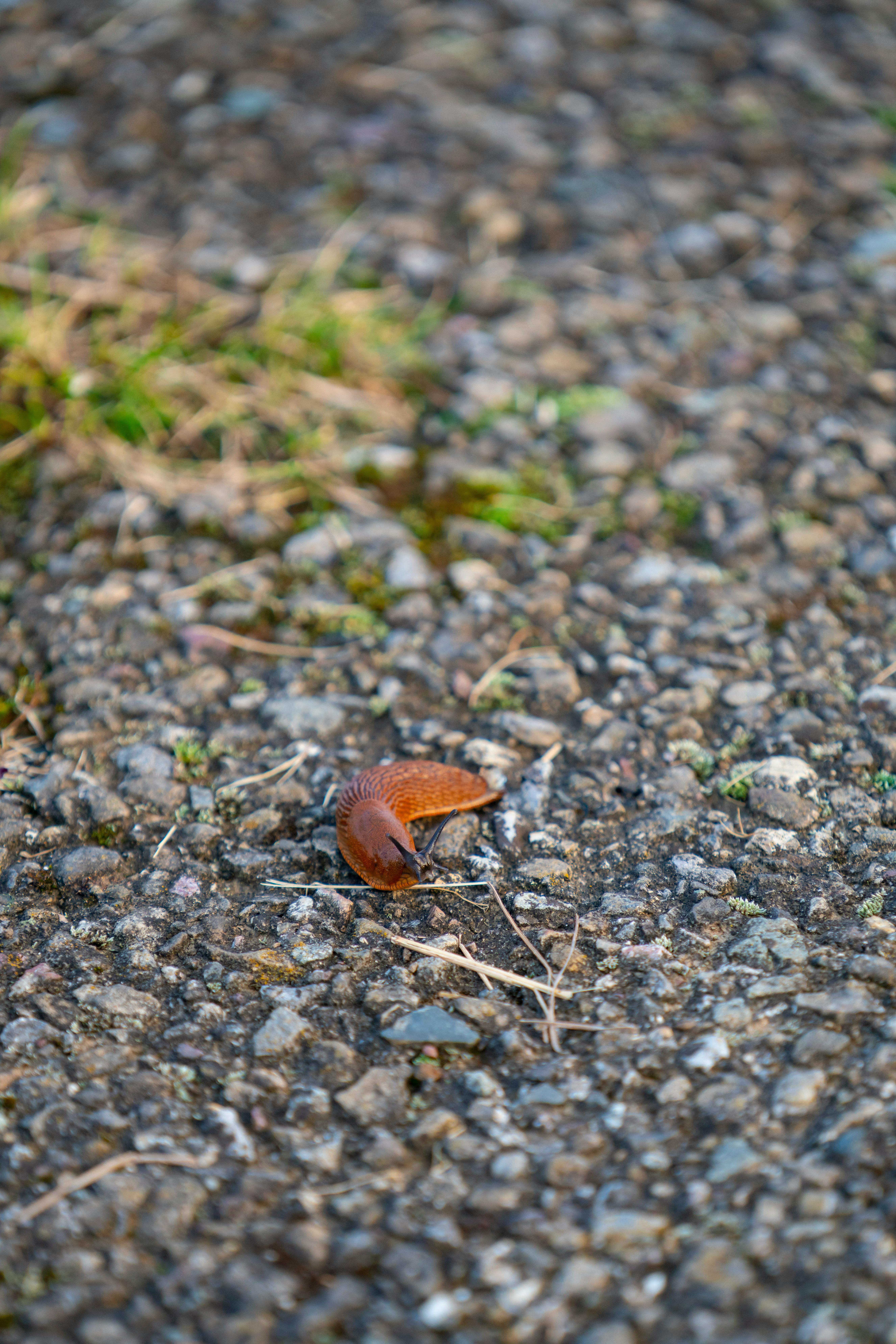 Close-up of a Brown Slug on Rough Pavement · Free Stock Photo