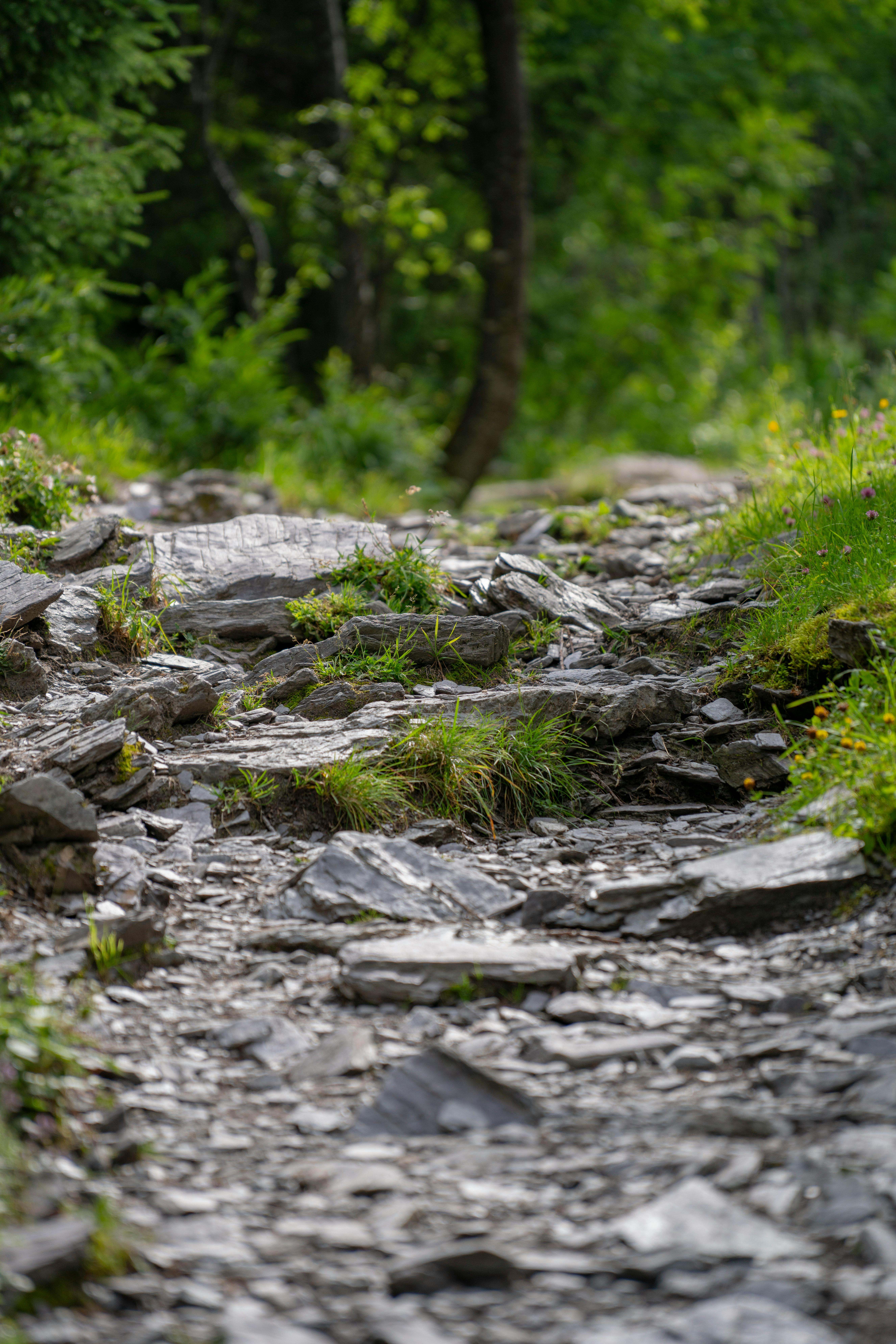 Rustic Rocky Path in Lush Forest Setting · Free Stock Photo