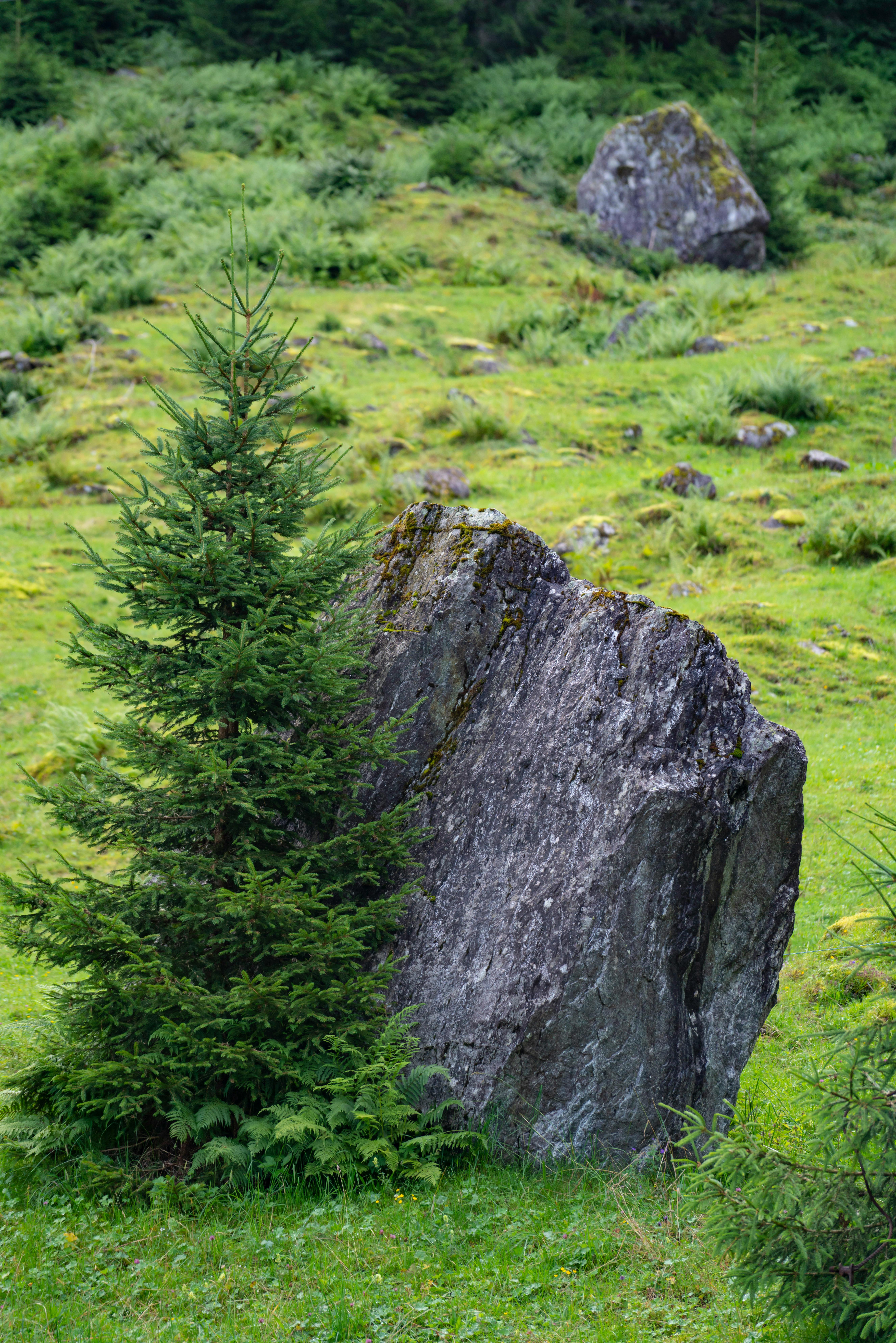 Lush Green Meadow with Pine Tree and Boulder · Free Stock Photo