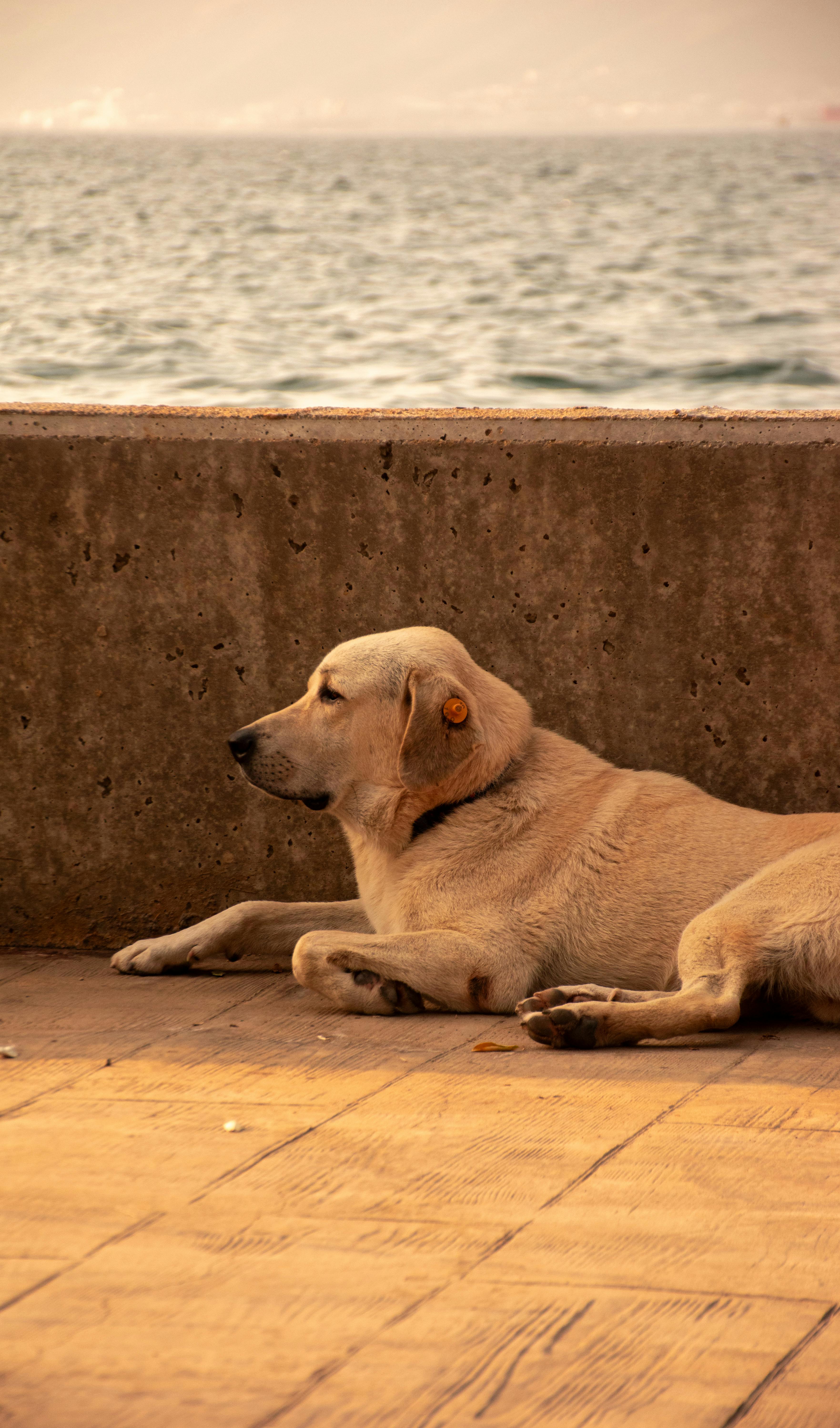 Relaxed Stray Dog Resting by the Istanbul Coastline · Free Stock Photo