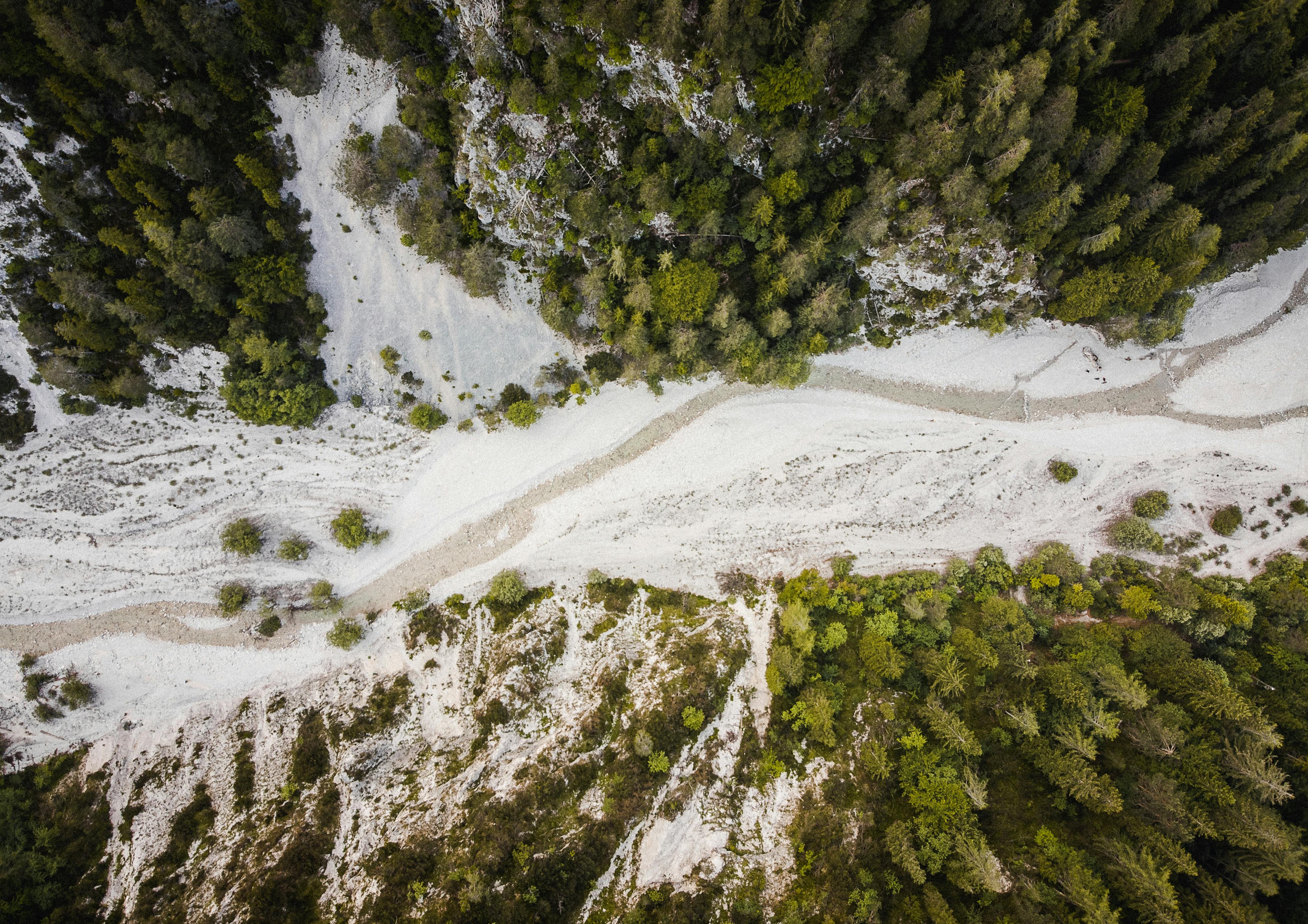 Aerial View of Trees · Free Stock Photo