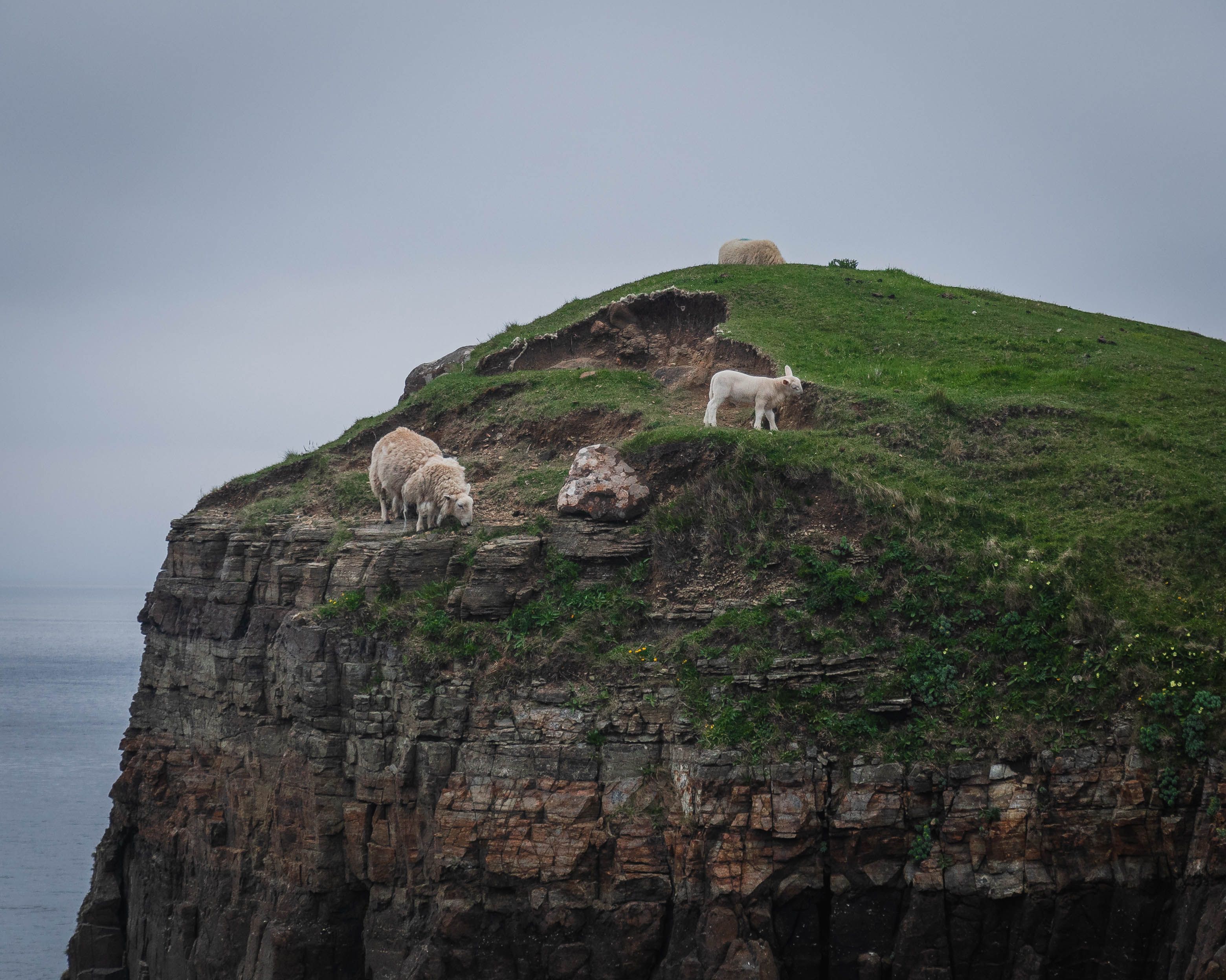 Sheep Grazing on Dramatic Cliff Edge · Free Stock Photo
