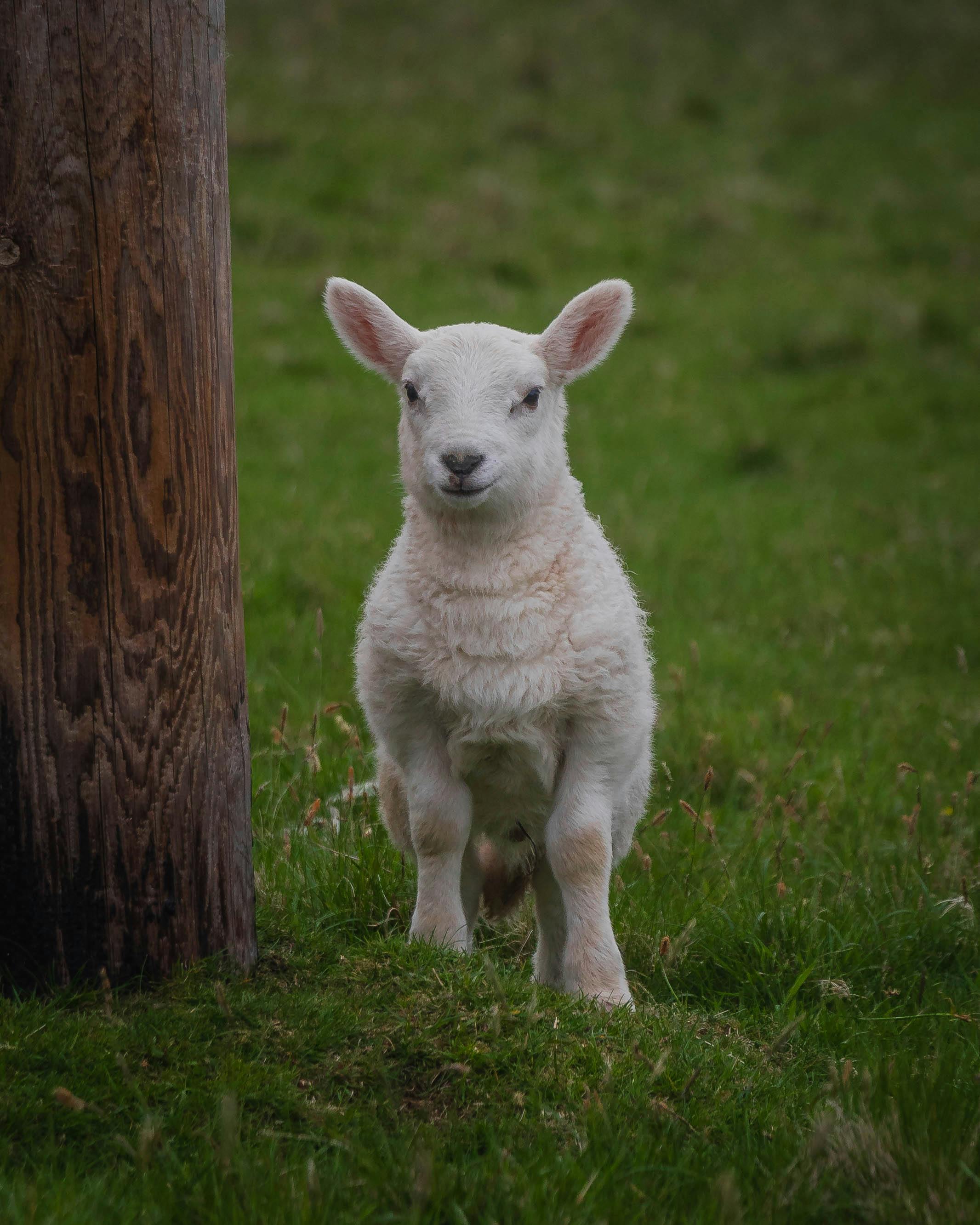 Lamb Post Photos, Download The BEST Free Lamb Post Stock Photos & HD Images