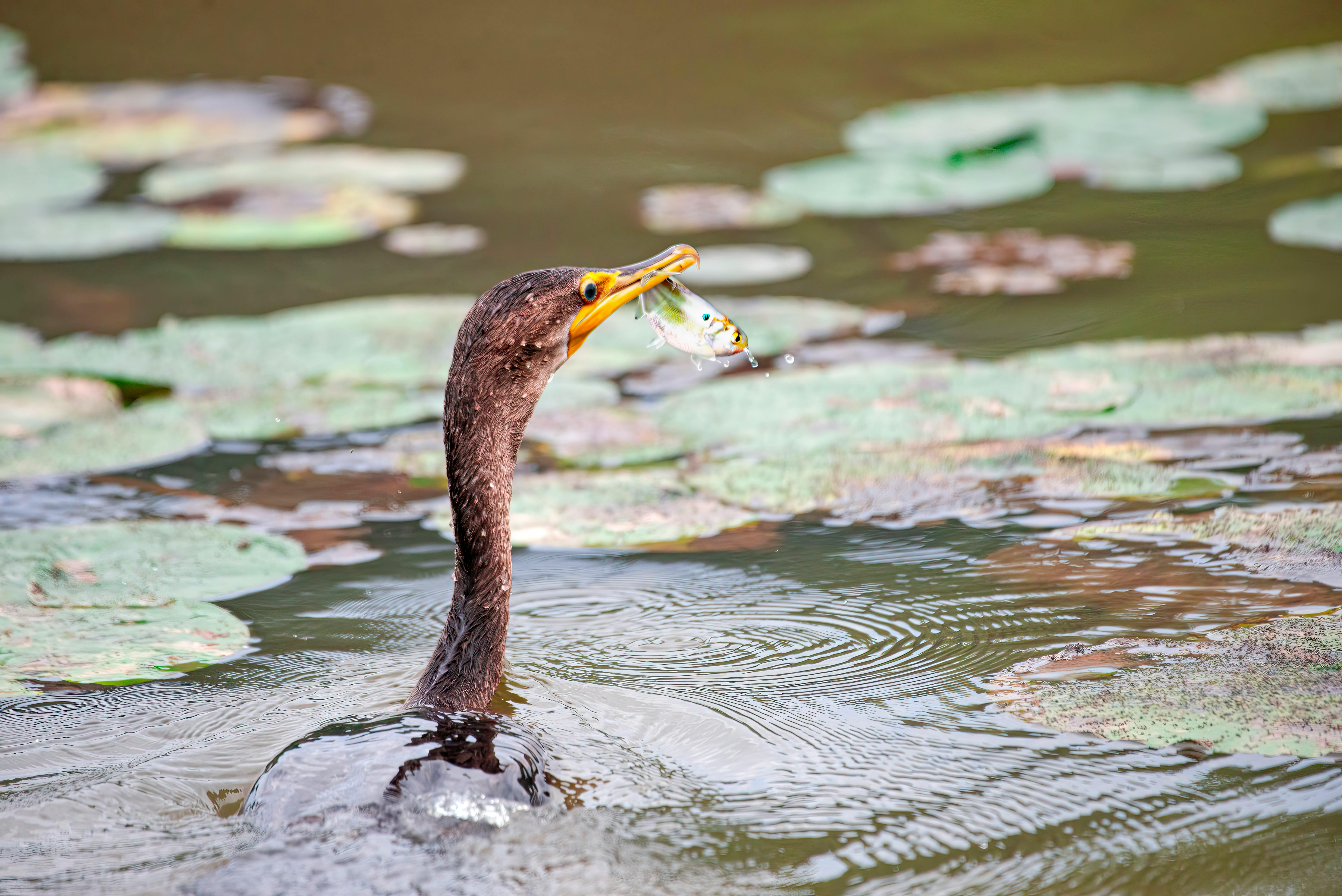 Cormorant Catching Fish in a Lily Pond · Free Stock Photo
