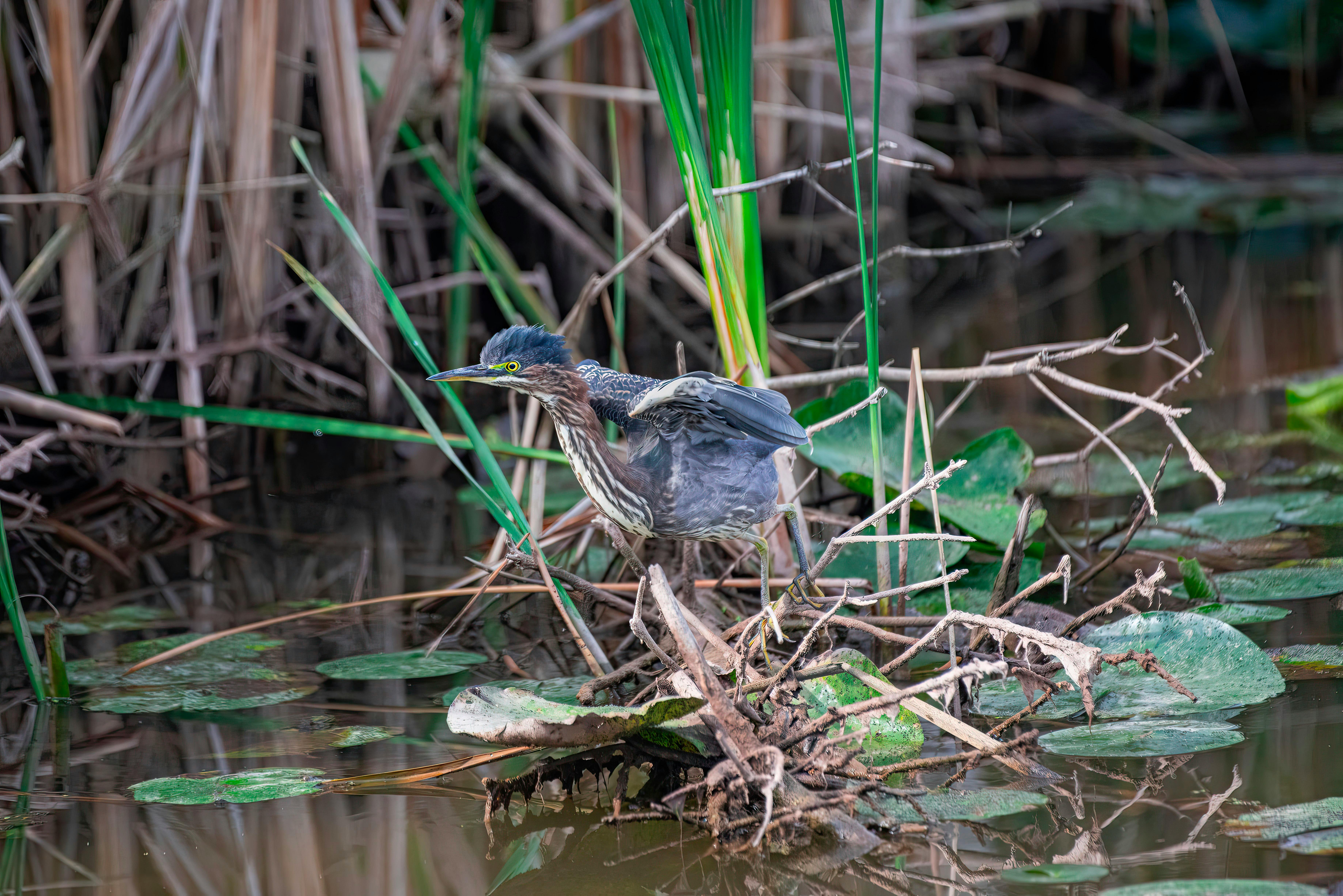 Garza Verde Parada En Medio De La Vegetación De Un Humedal · Foto de ...