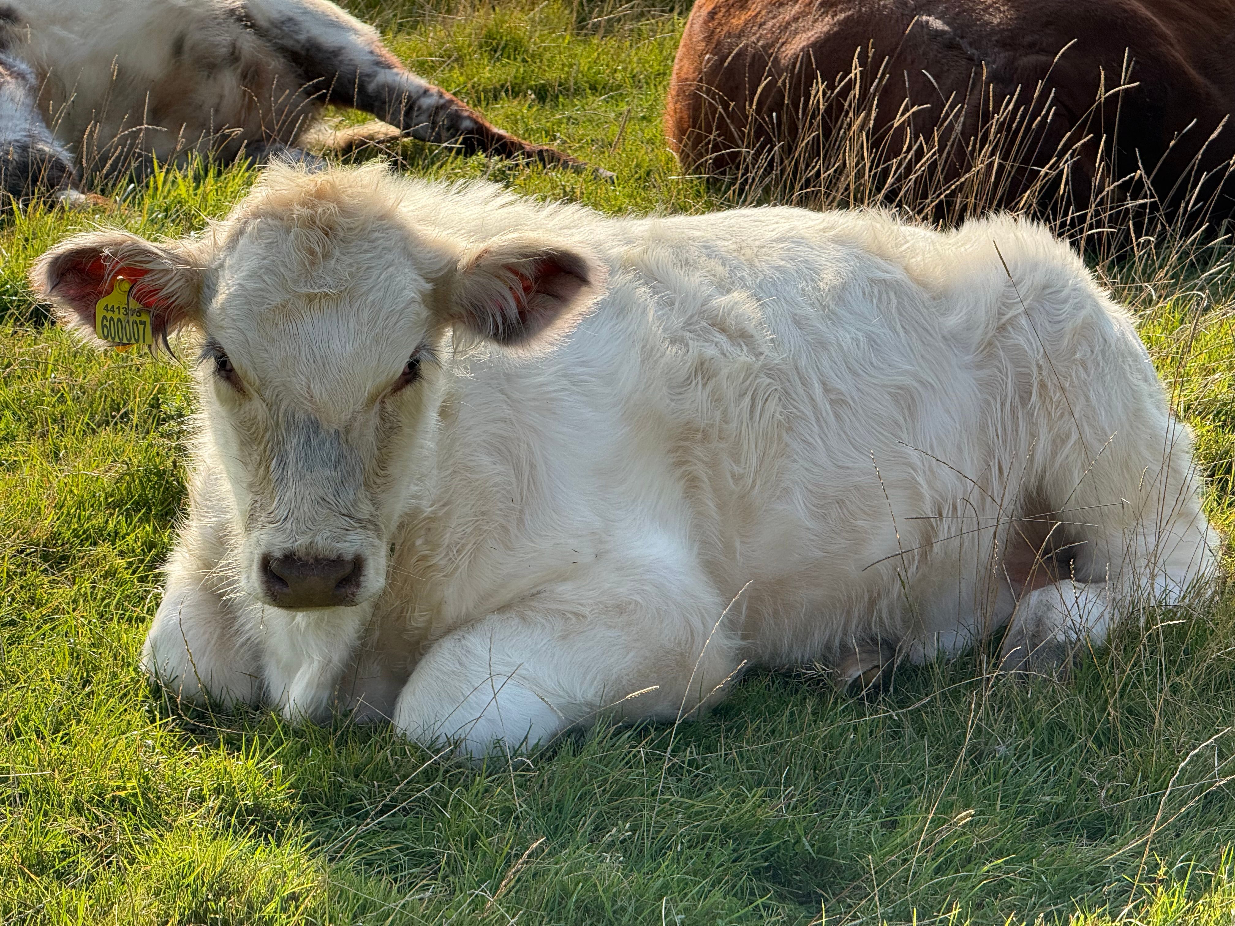Calf Resting Peacefully in Sunlit Pasture · Free Stock Photo