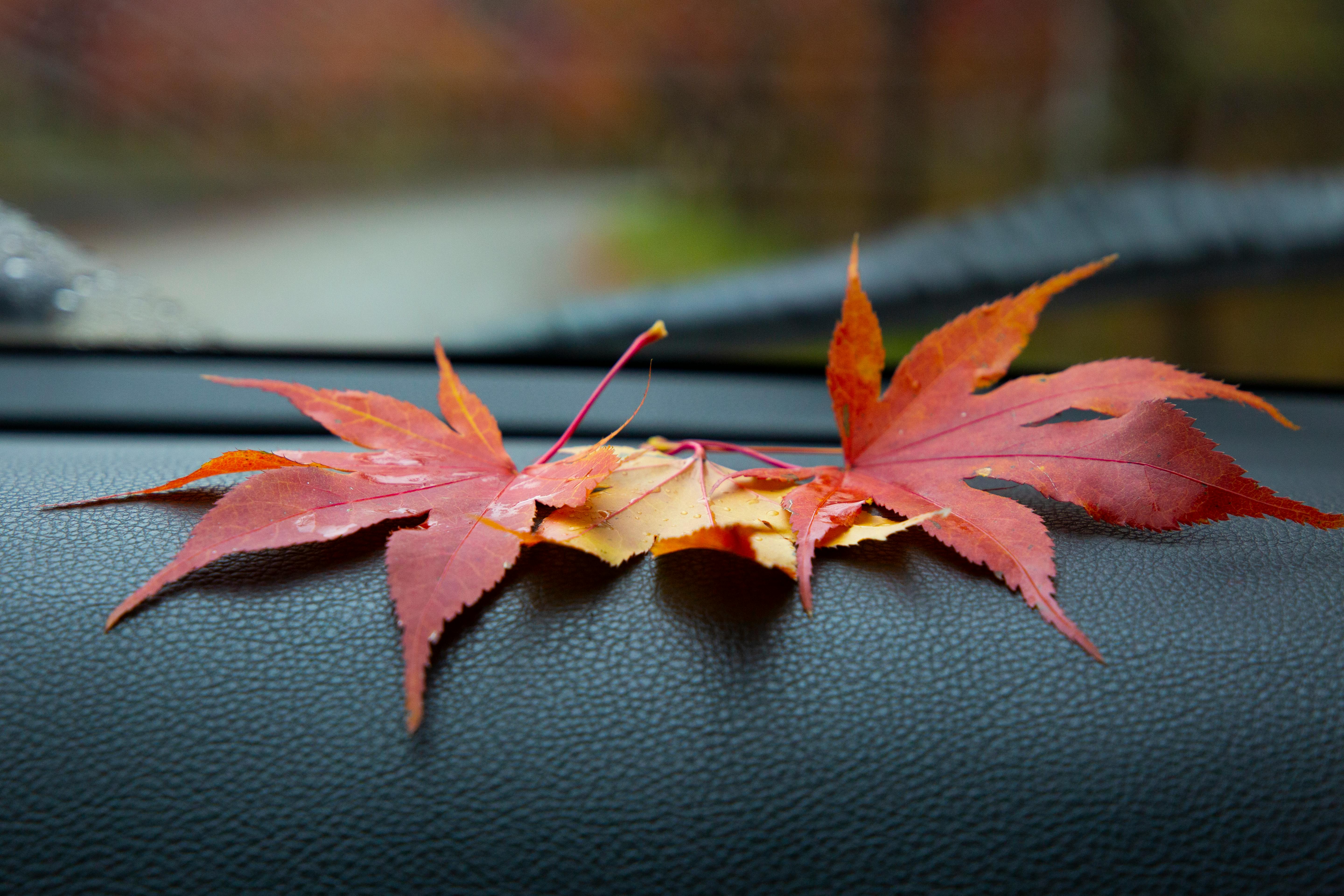 Free stock photo from 김 · Pexels