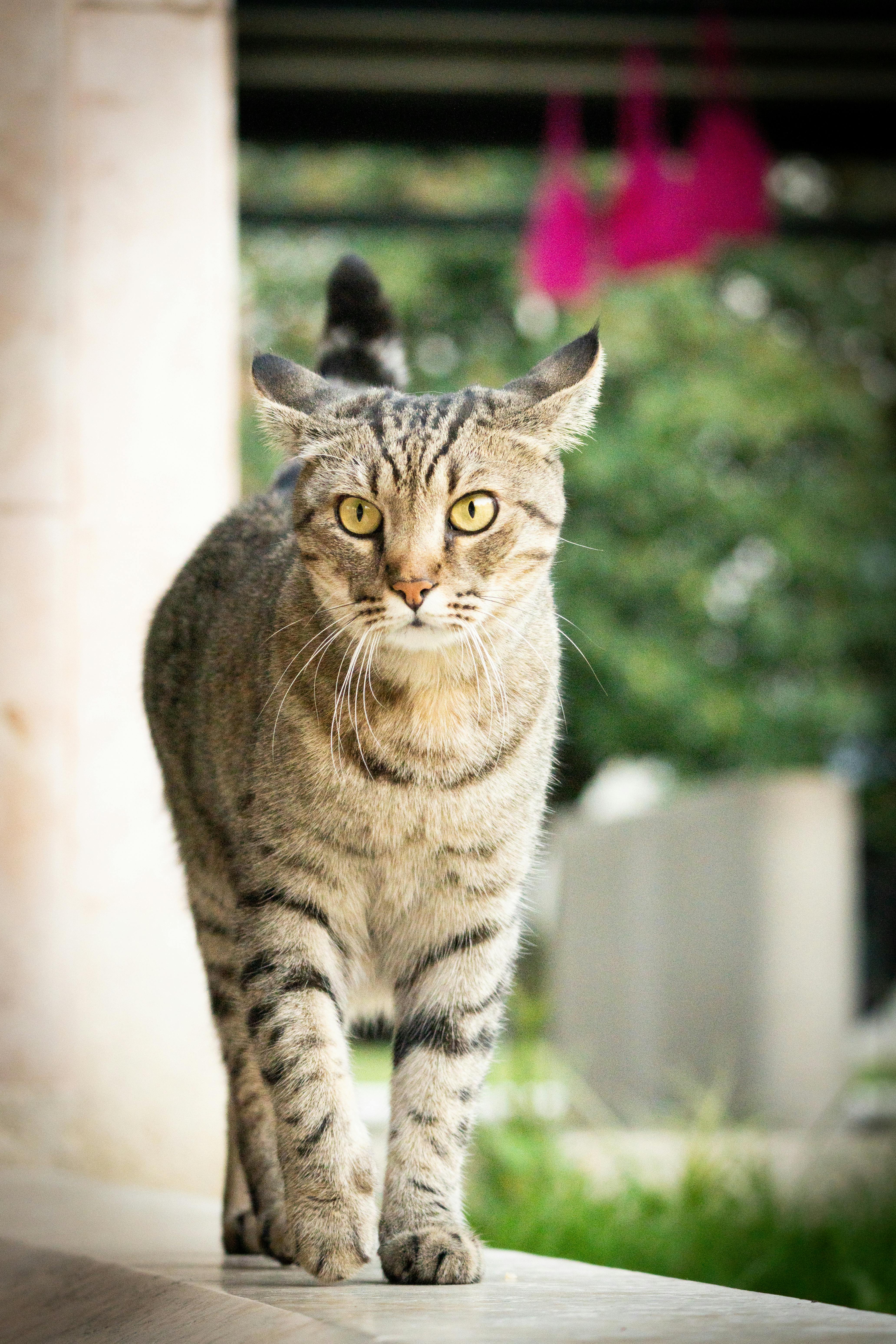 Cat Photo Jpg Photos, Download The BEST Free Cat Photo Jpg Stock Photos ...