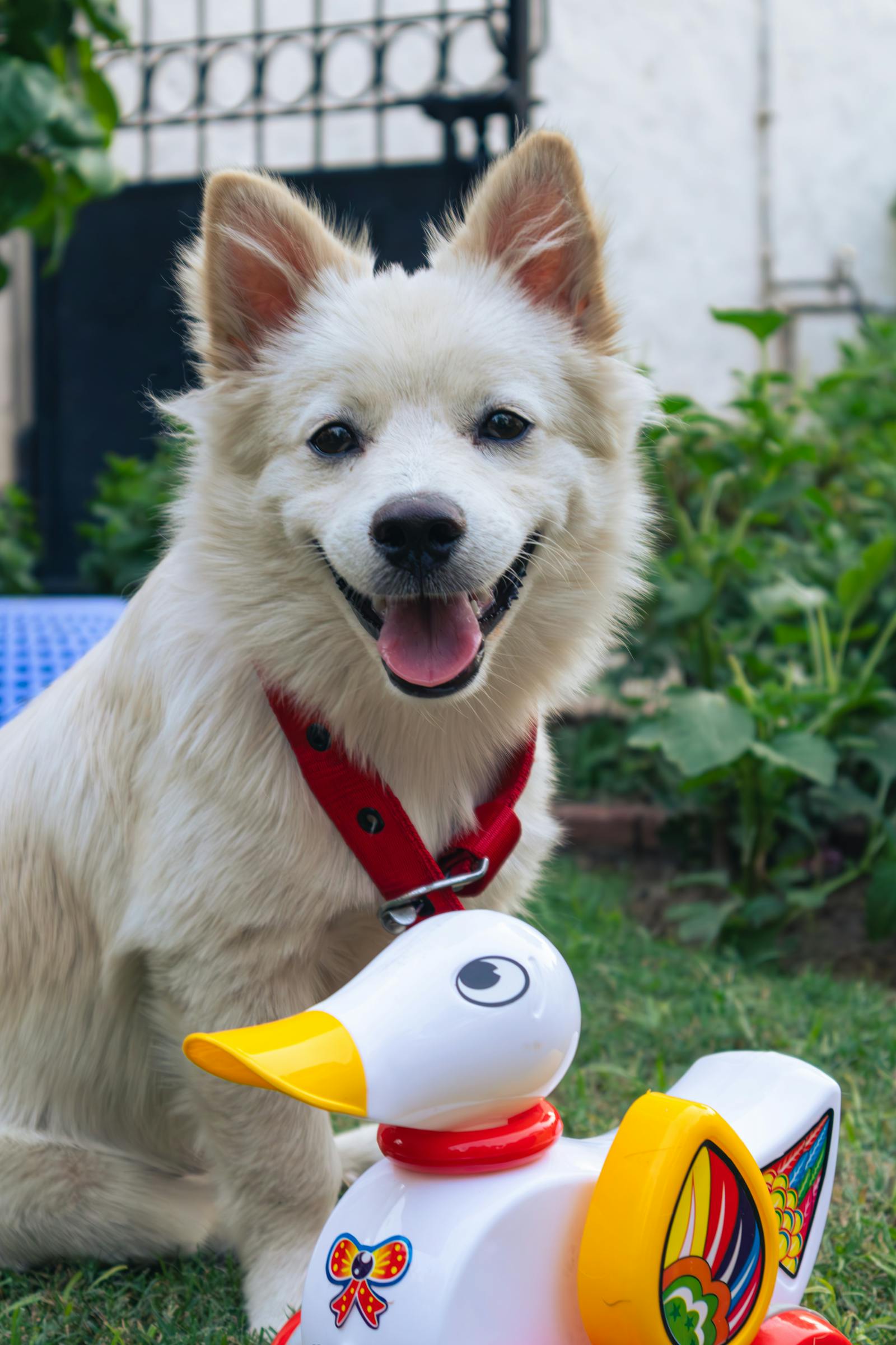 Dog With Toy Photos, Download The BEST Free Dog With Toy Stock Photos ...