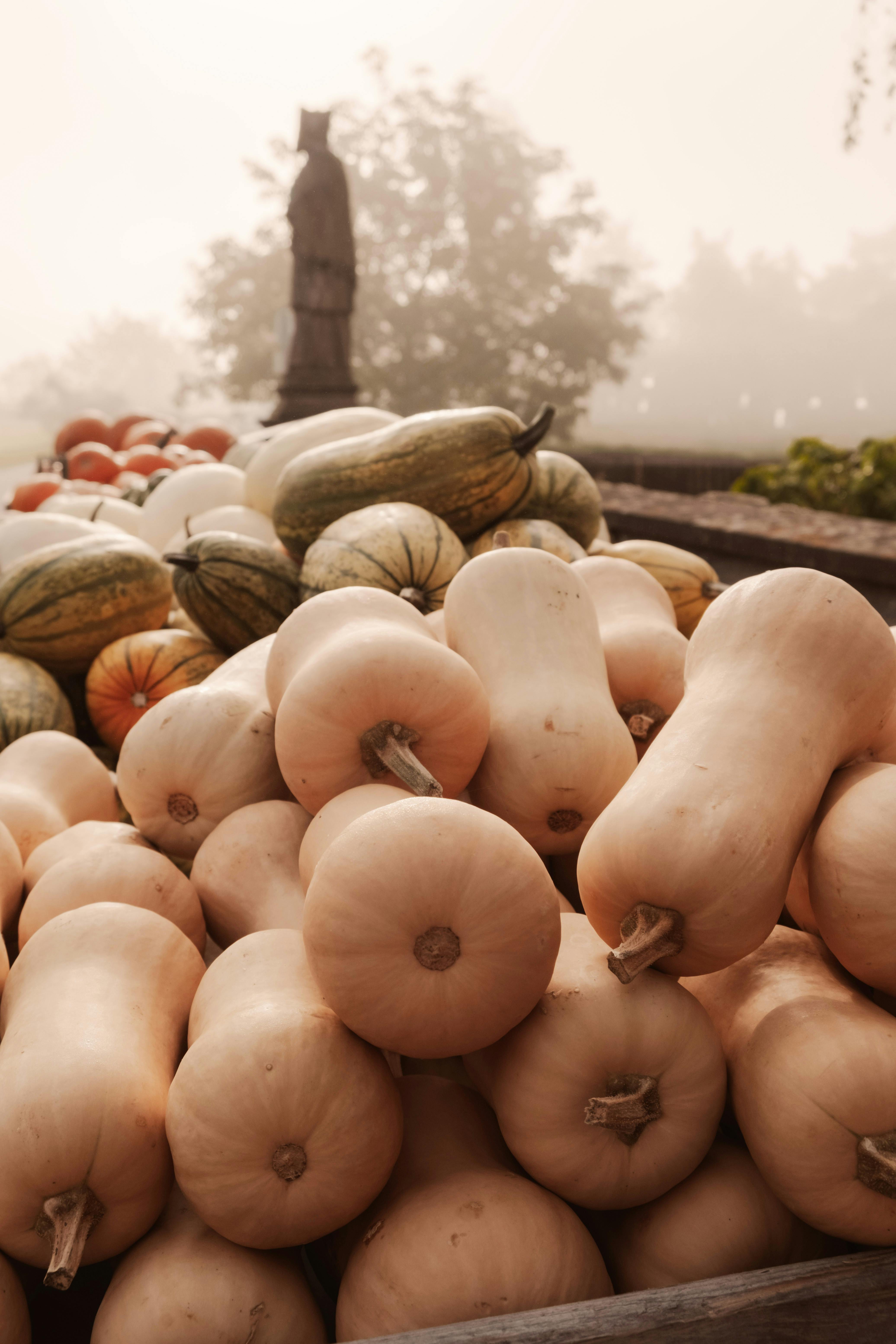 Abundant Harvest of Butternut Squash and Gourds · Free Stock Photo