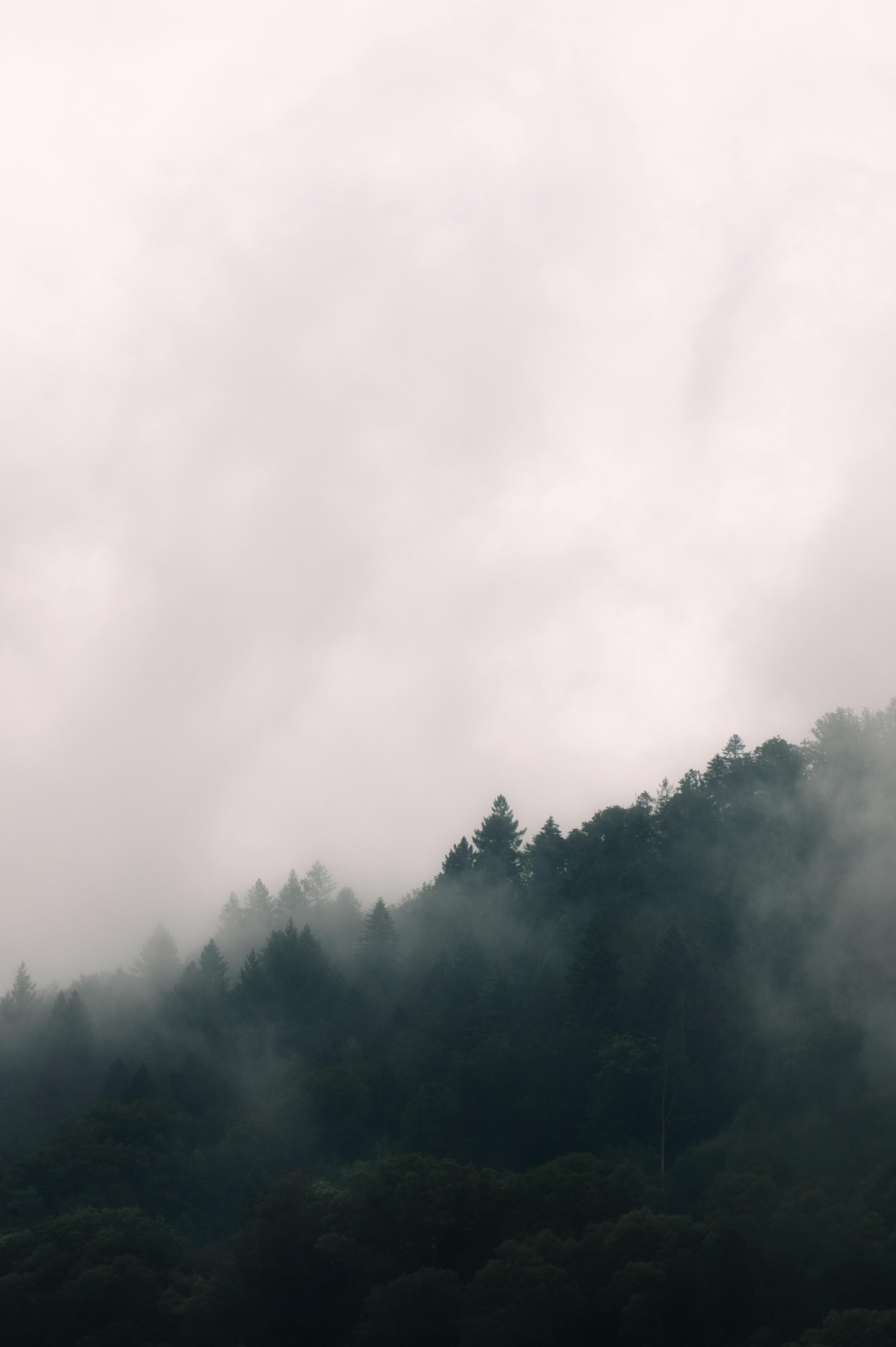 Green forest on hill in haze · Free Stock Photo