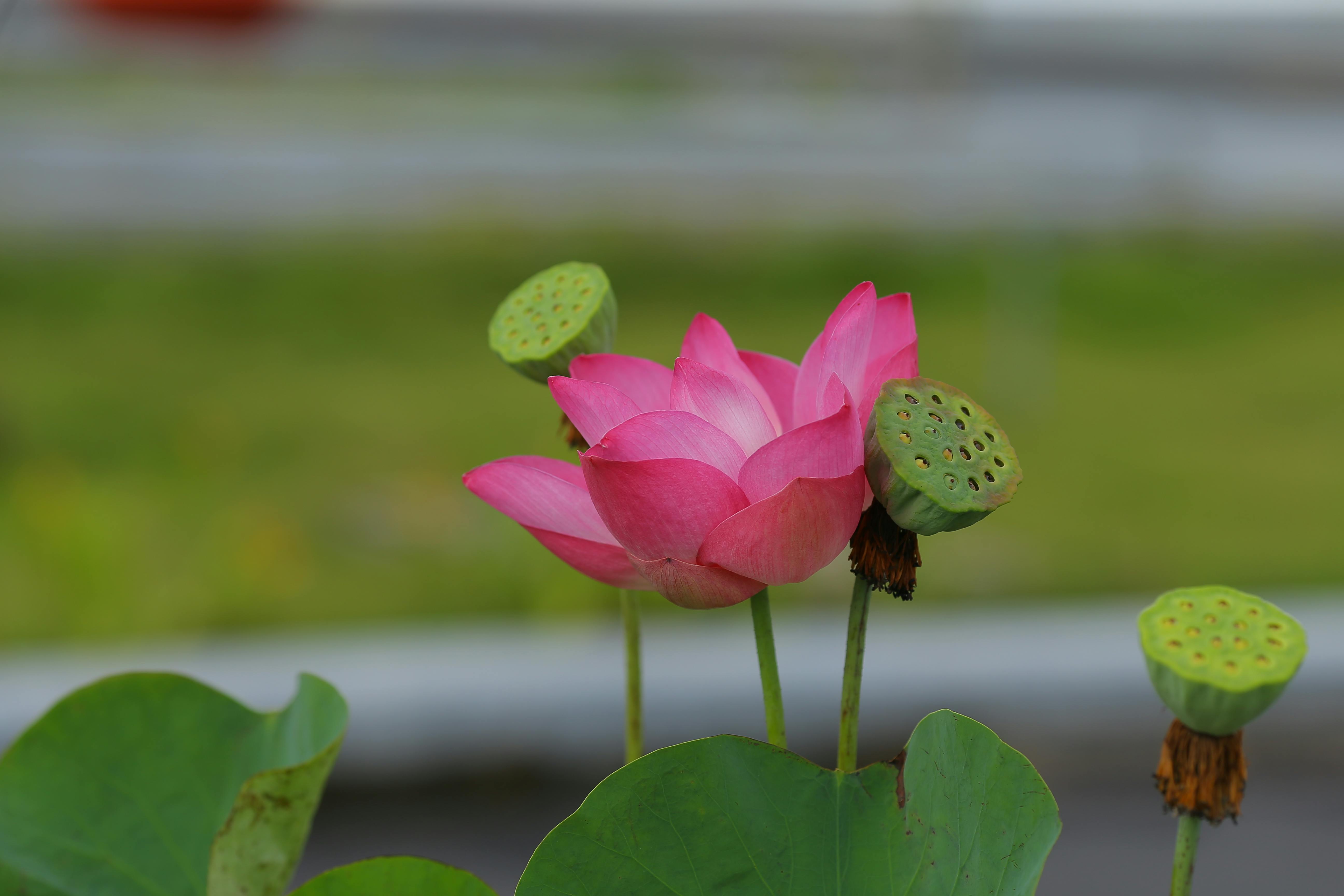 Seed Pod Photos, Download The BEST Free Seed Pod Stock Photos & HD Images