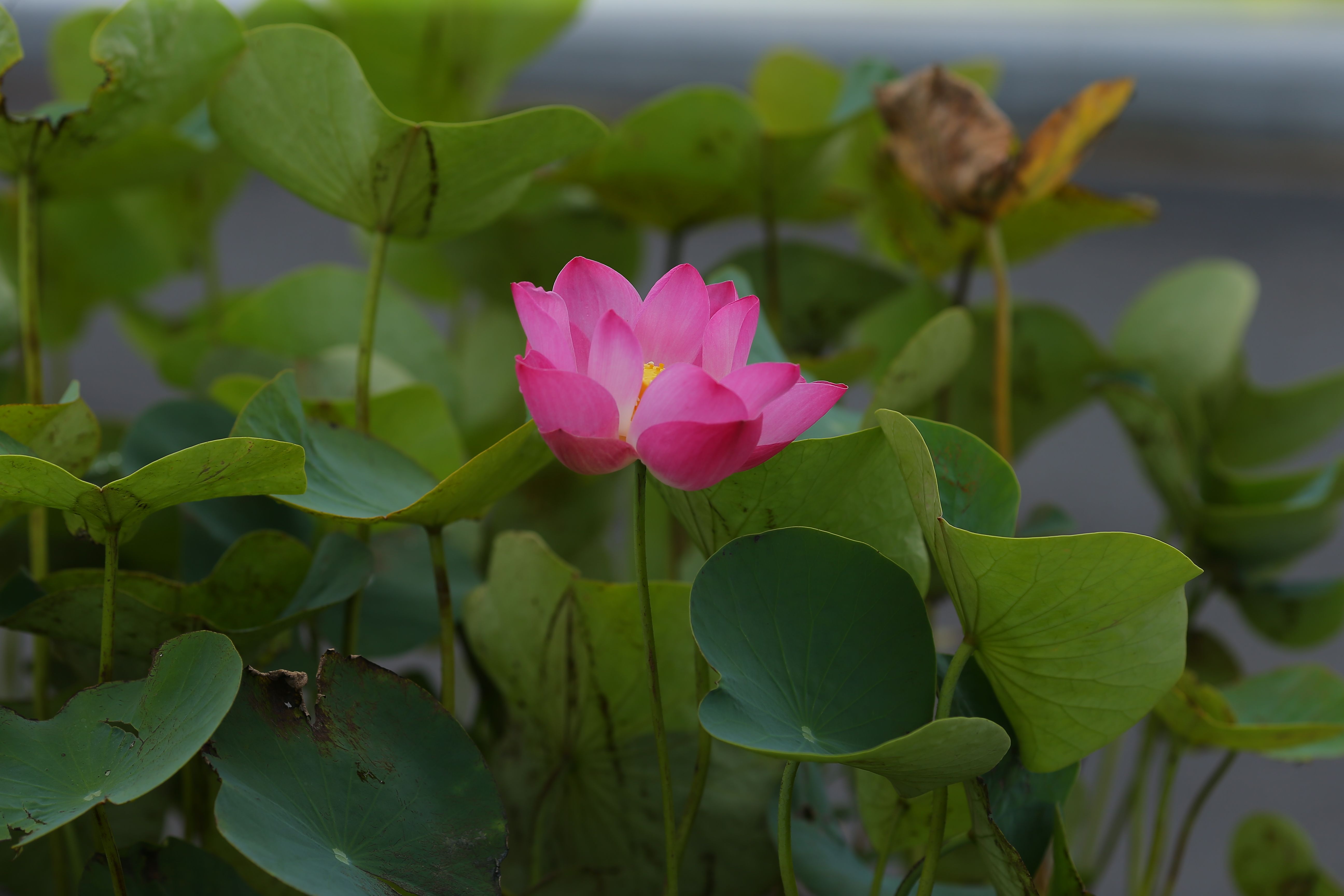 Vibrant Pink Lotus Bloom Amidst Green Foliage · Free Stock Photo