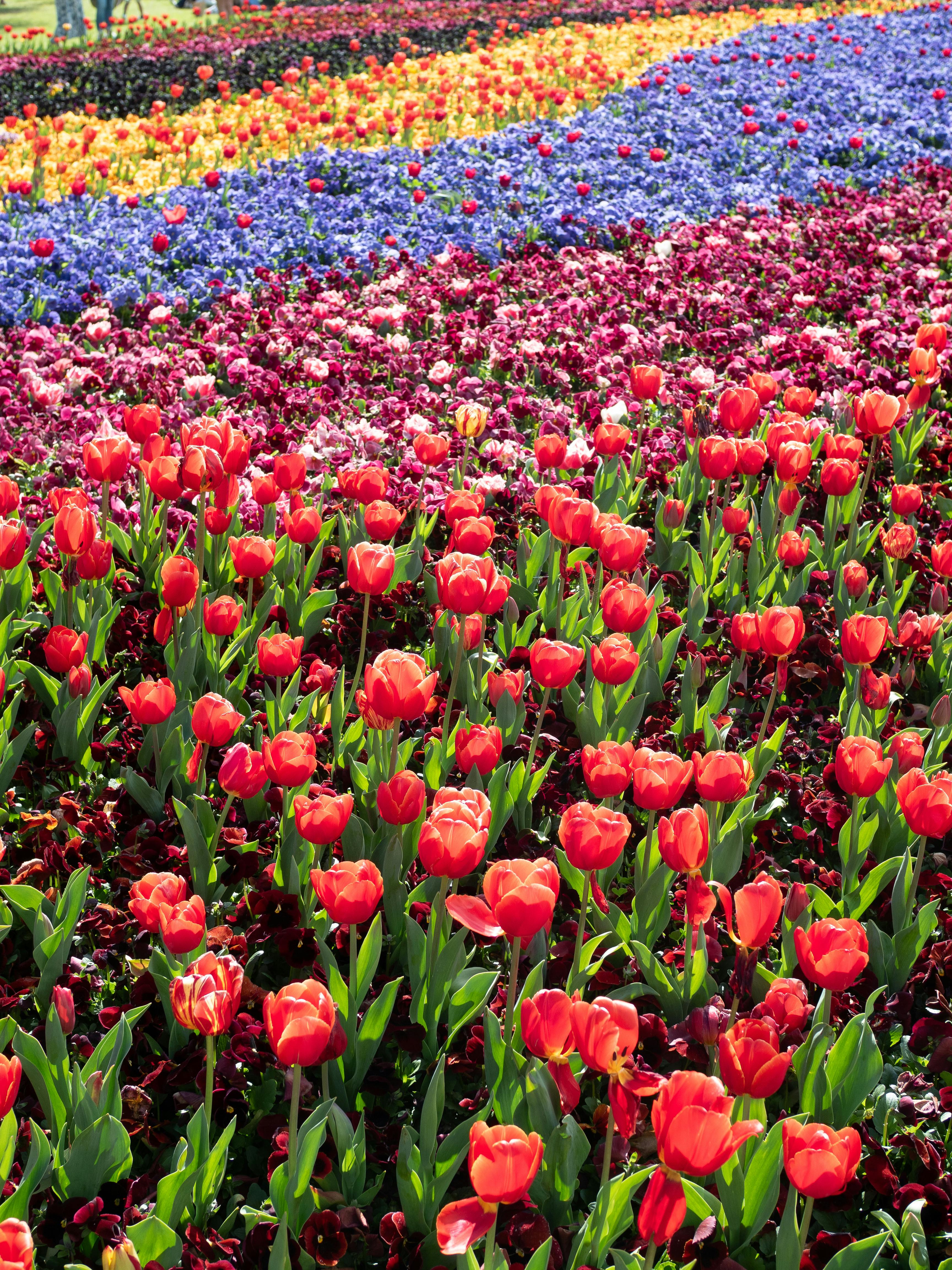Vibrant Red Tulips in Springtime Display, Canberra · Free Stock Photo