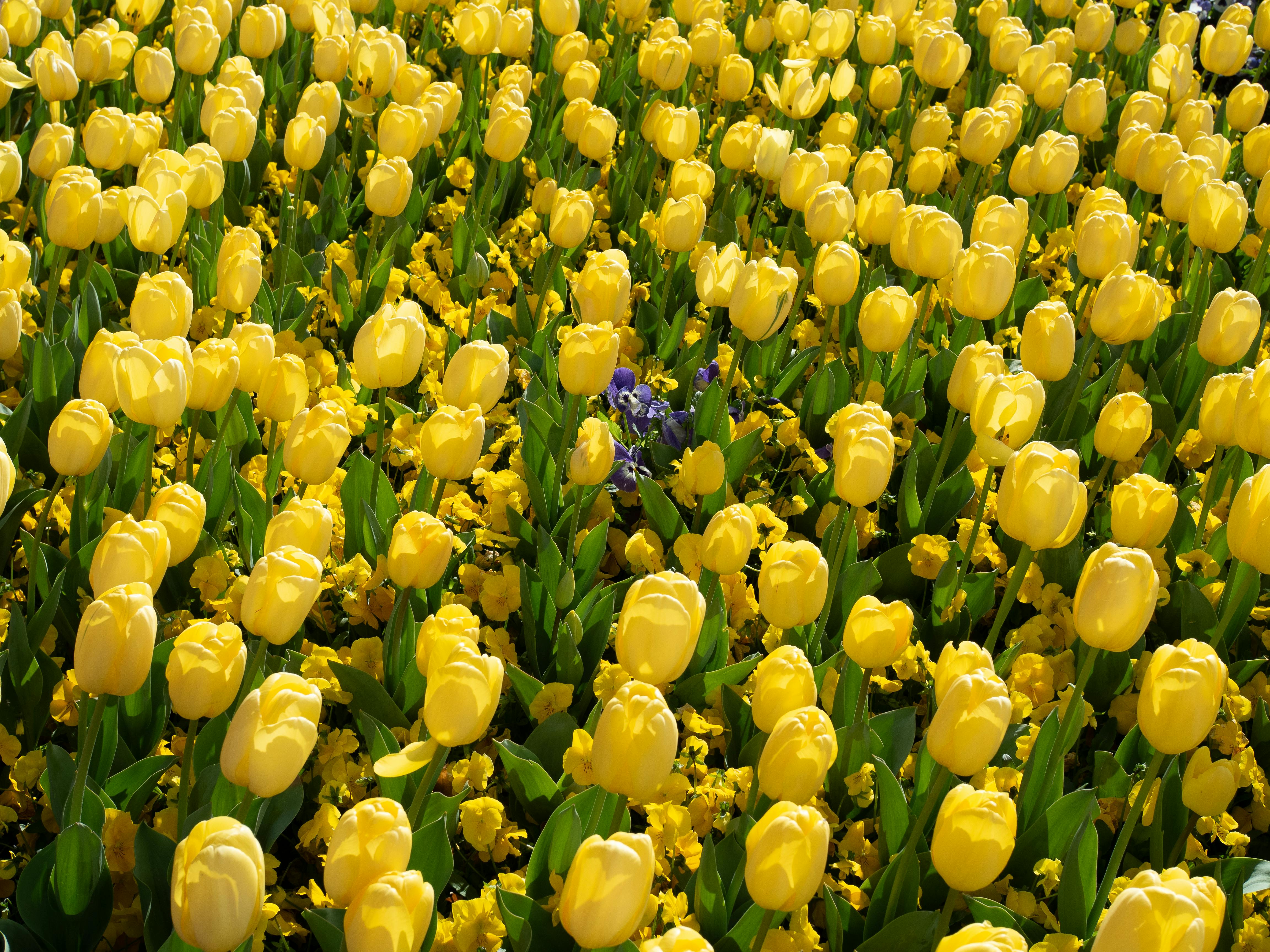 Canberra Photos, Download The BEST Free Canberra Stock Photos & HD Images