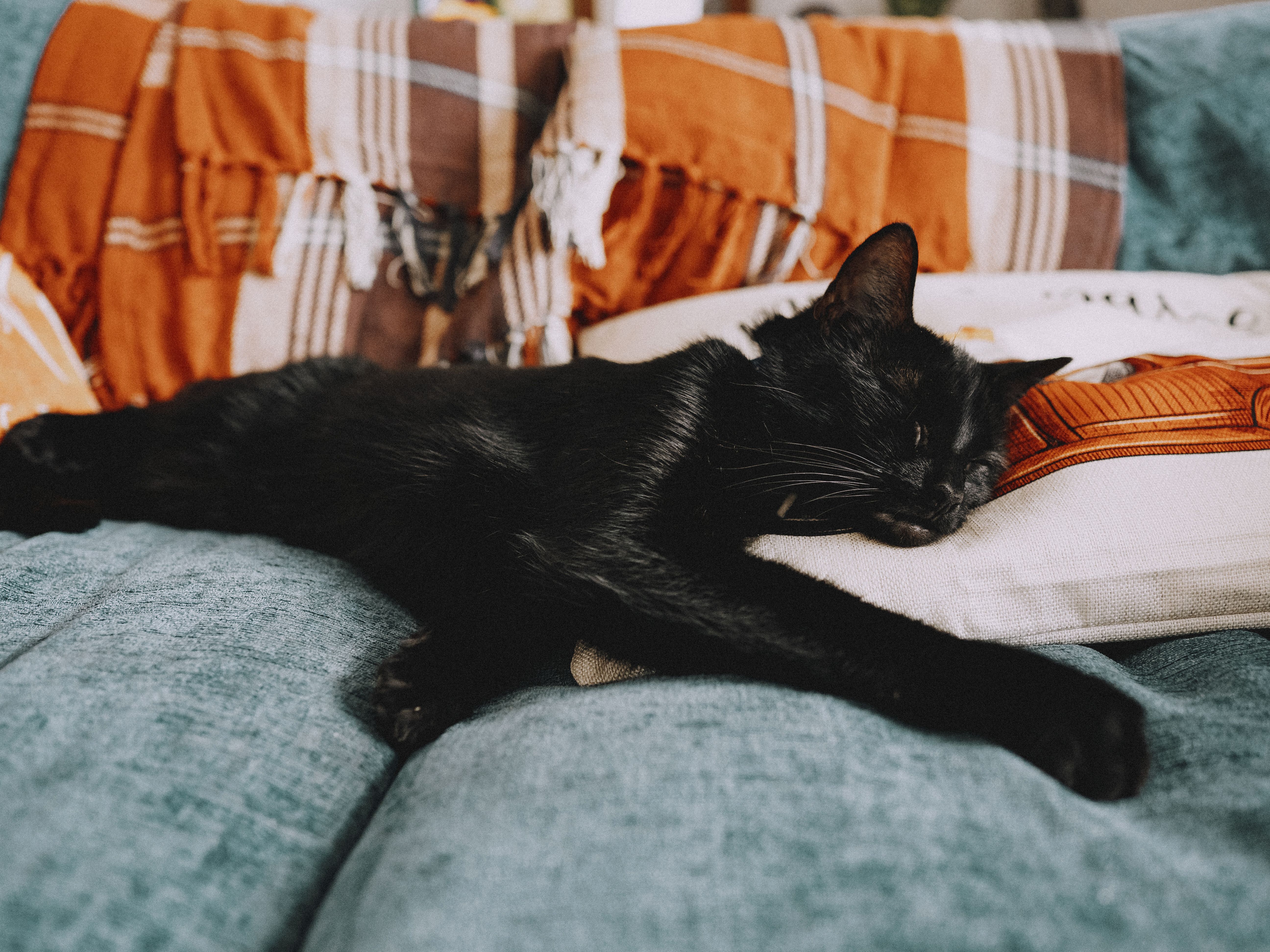 Cozy Black Cat Relaxing on a Fall Couch · Free Stock Photo