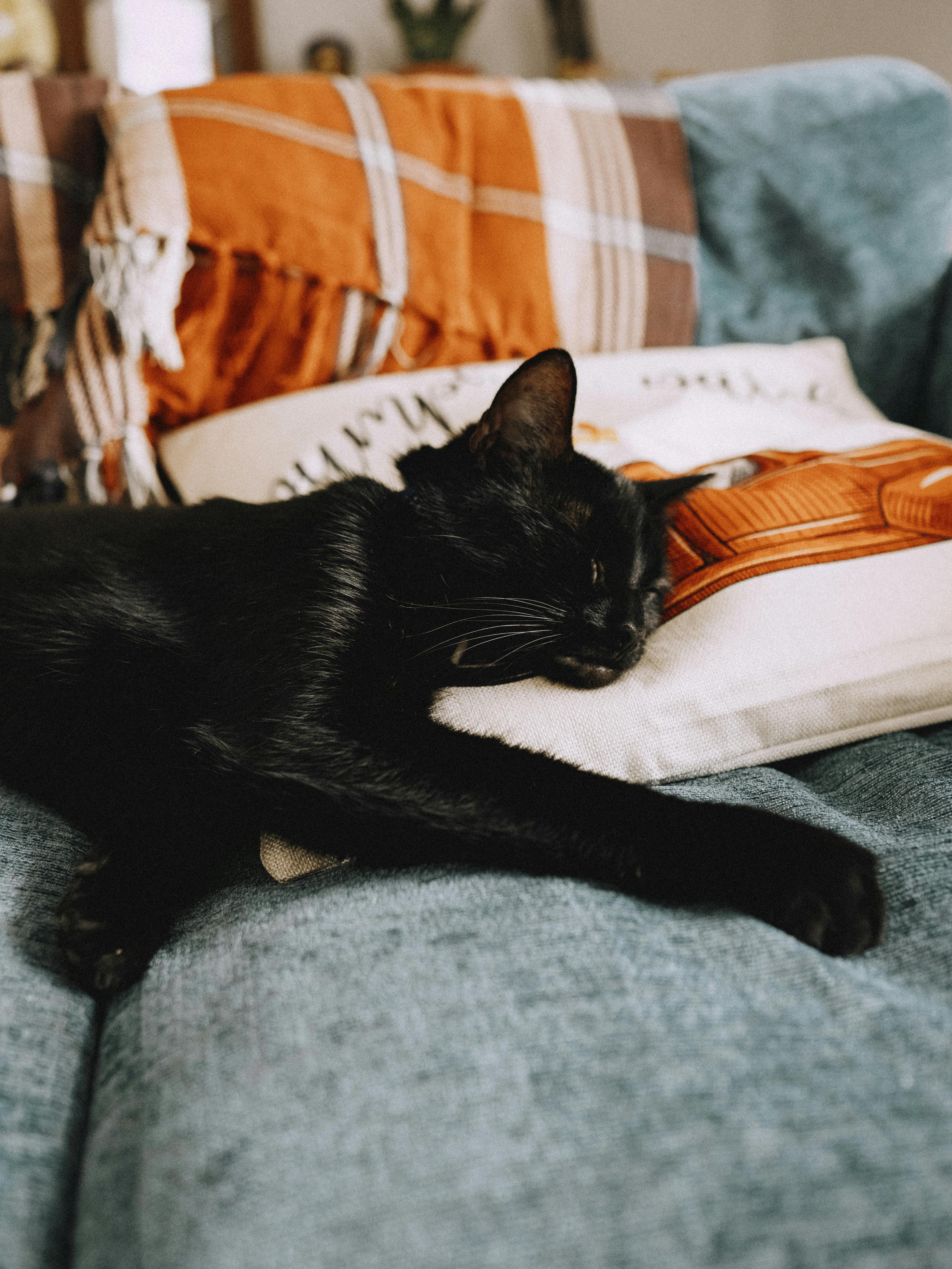 Cozy Black Cat Resting on Colorful Couch · Free Stock Photo
