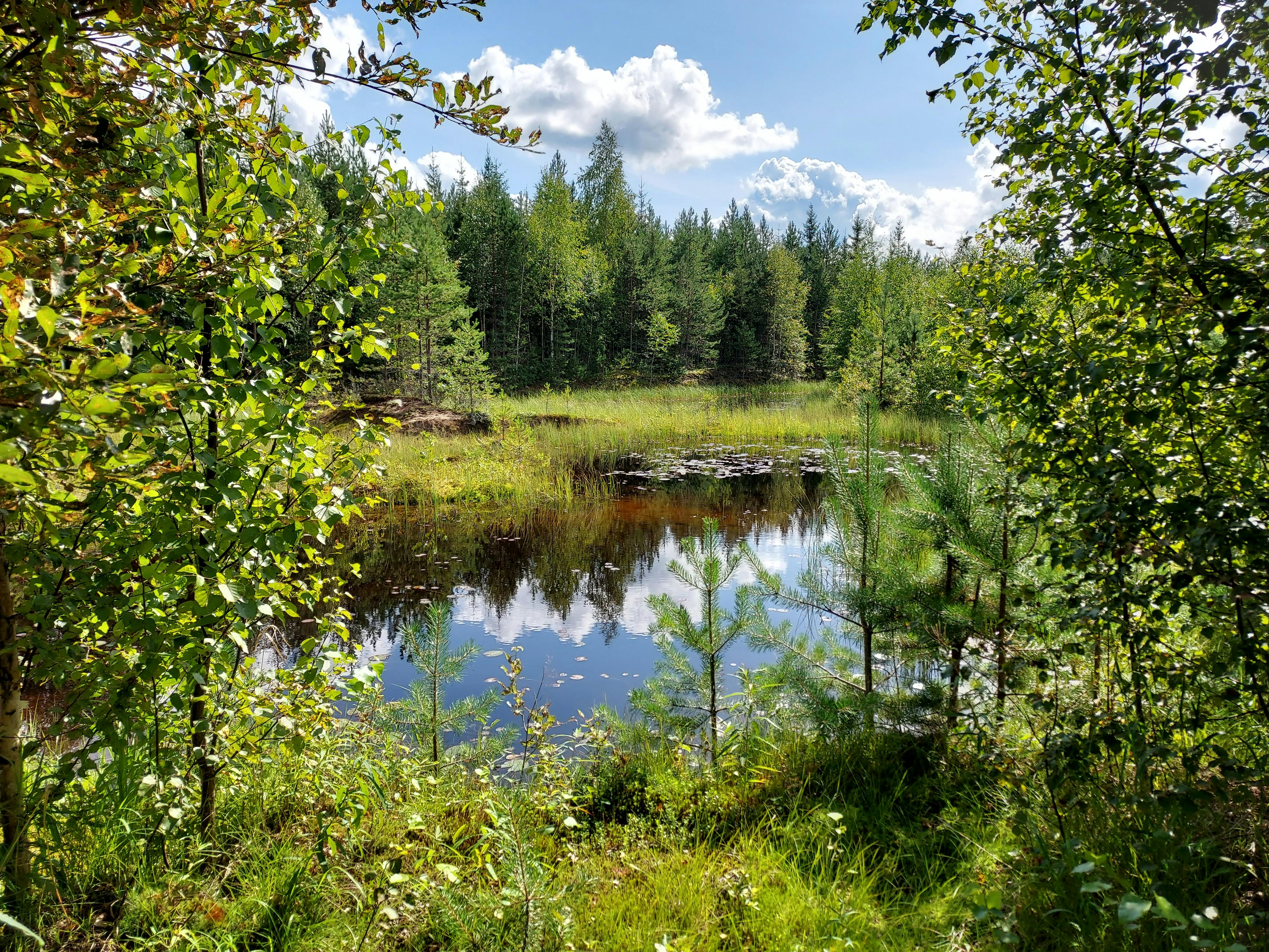 Serene Finnish Forest and Reflective Lake View · Free Stock Photo