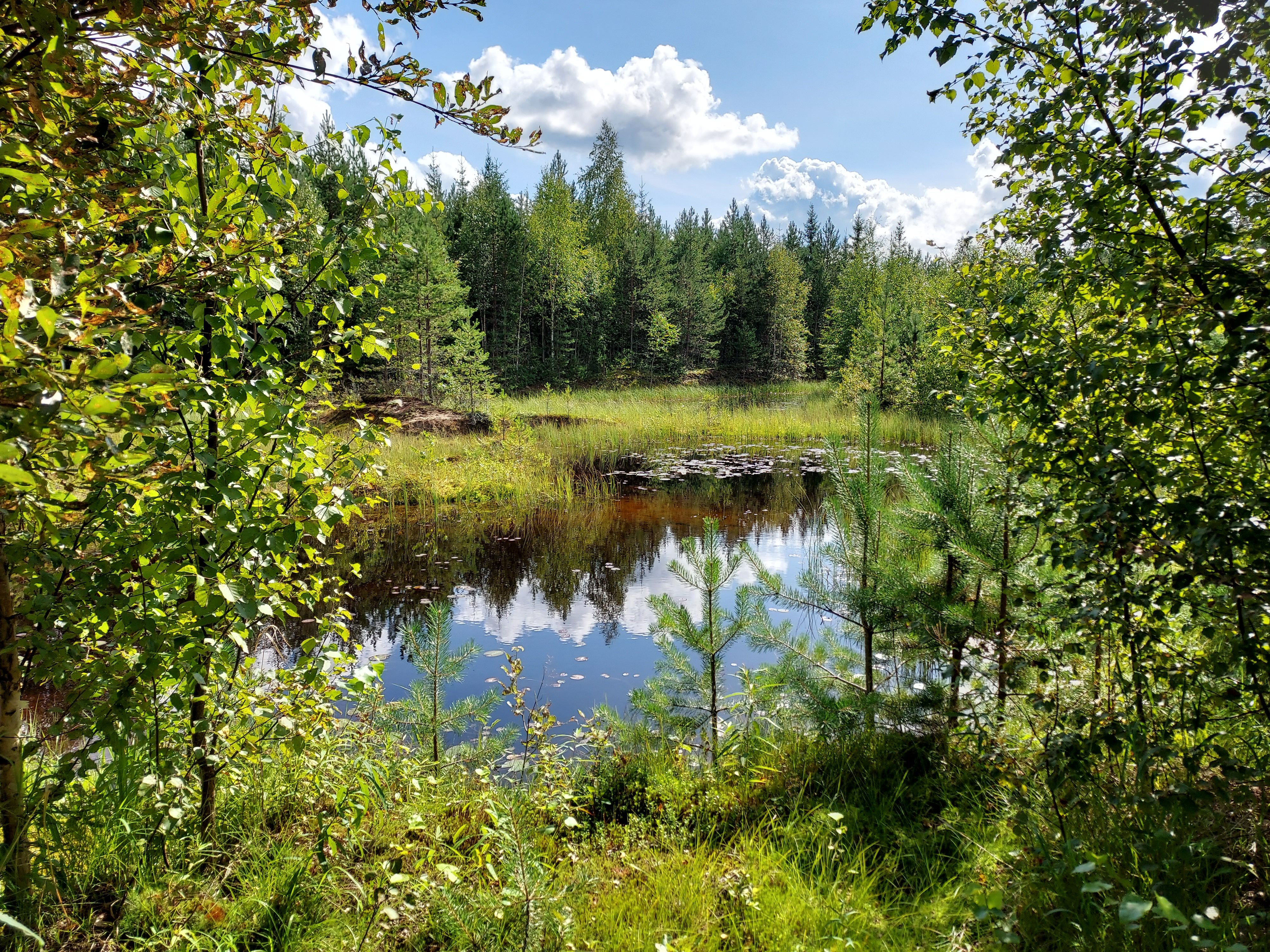 Sereno Bosque Finlandés Y Vista Reflexiva Del Lago · Foto de stock gratuita