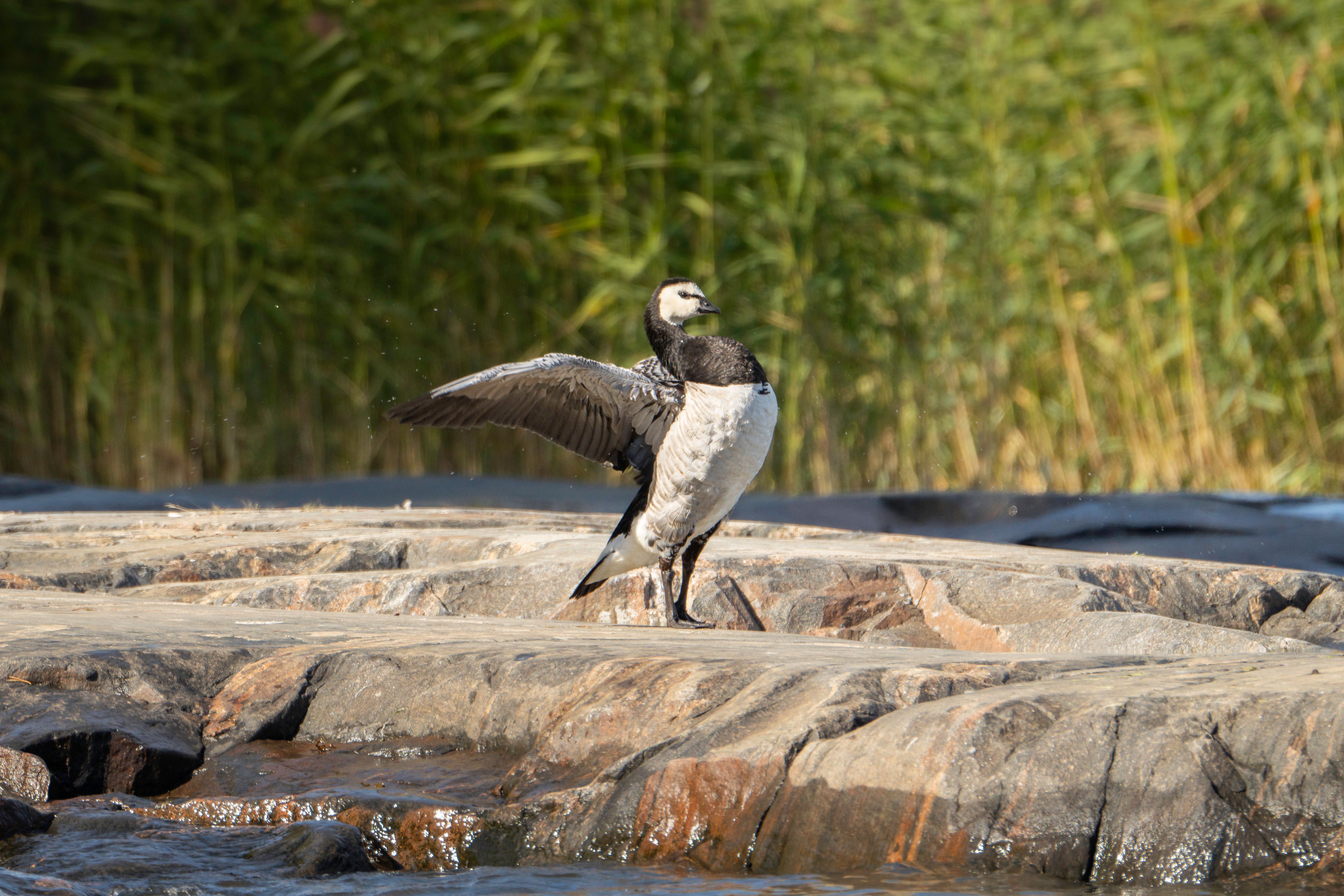 Barnacle Goose on Rocks by Riverside Outdoors · Free Stock Photo