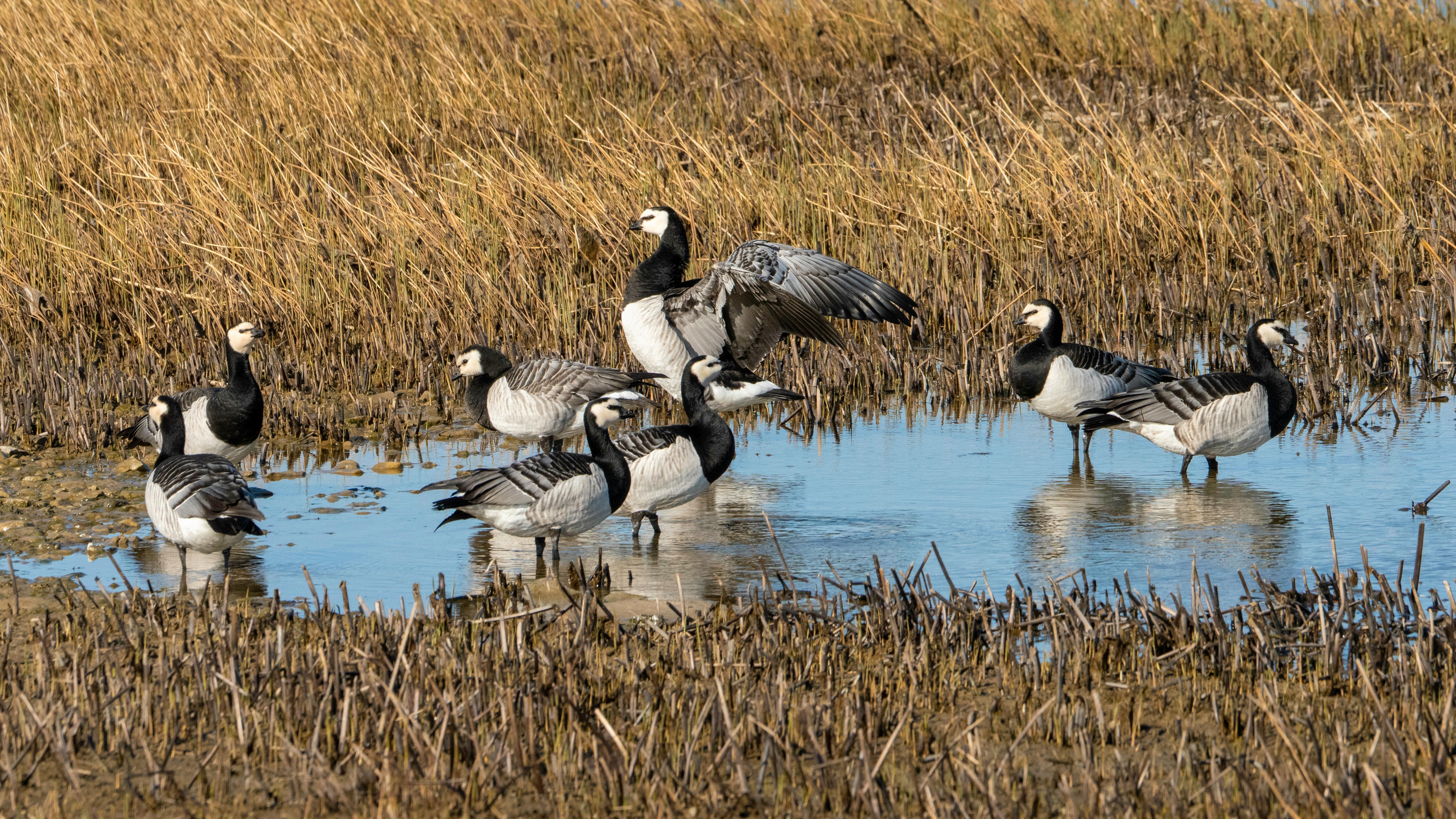 Barnacle Geese Flocking in Wetland Marsh · Free Stock Photo