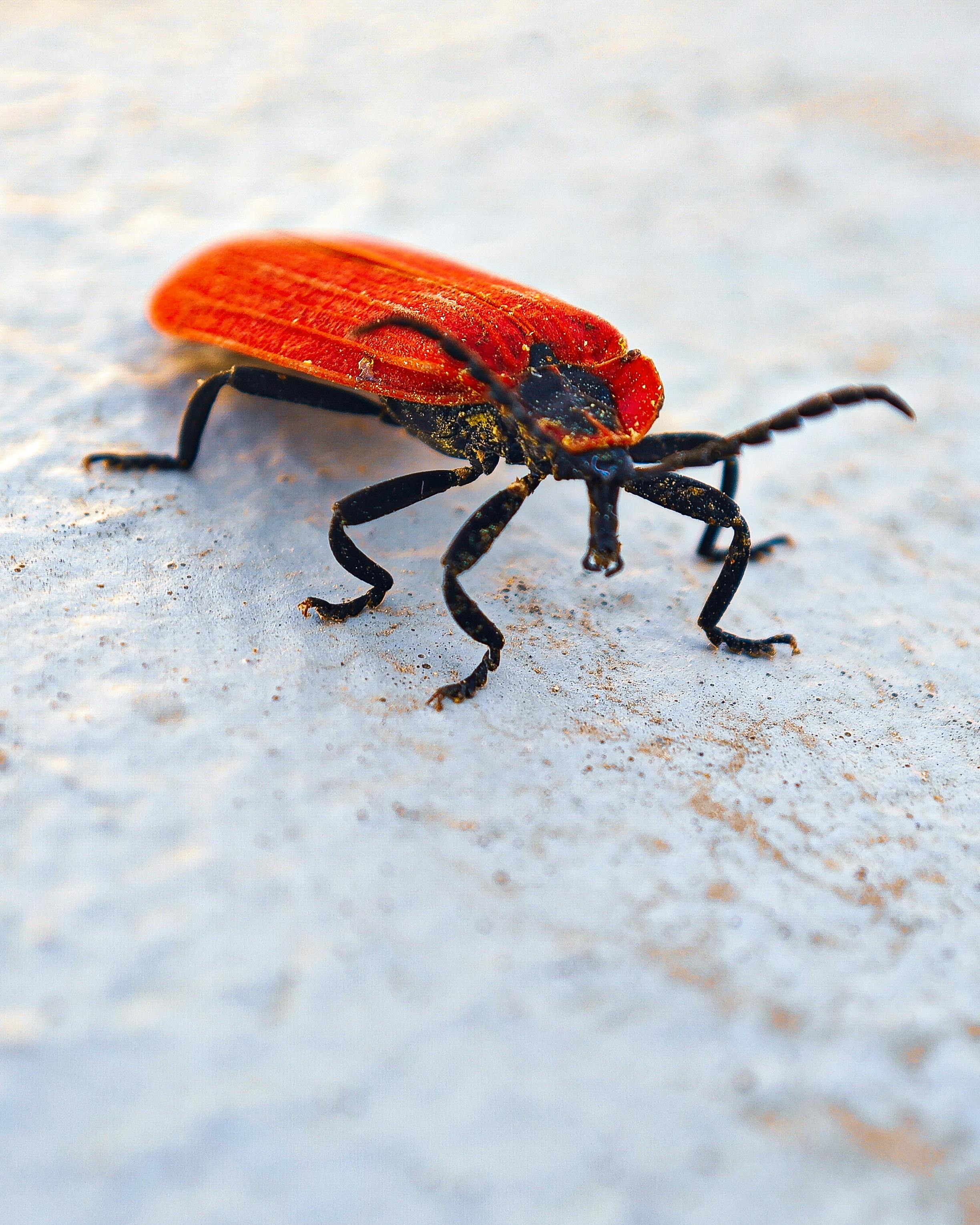 Close-Up of a Red Beetle on White Surface · Free Stock Photo