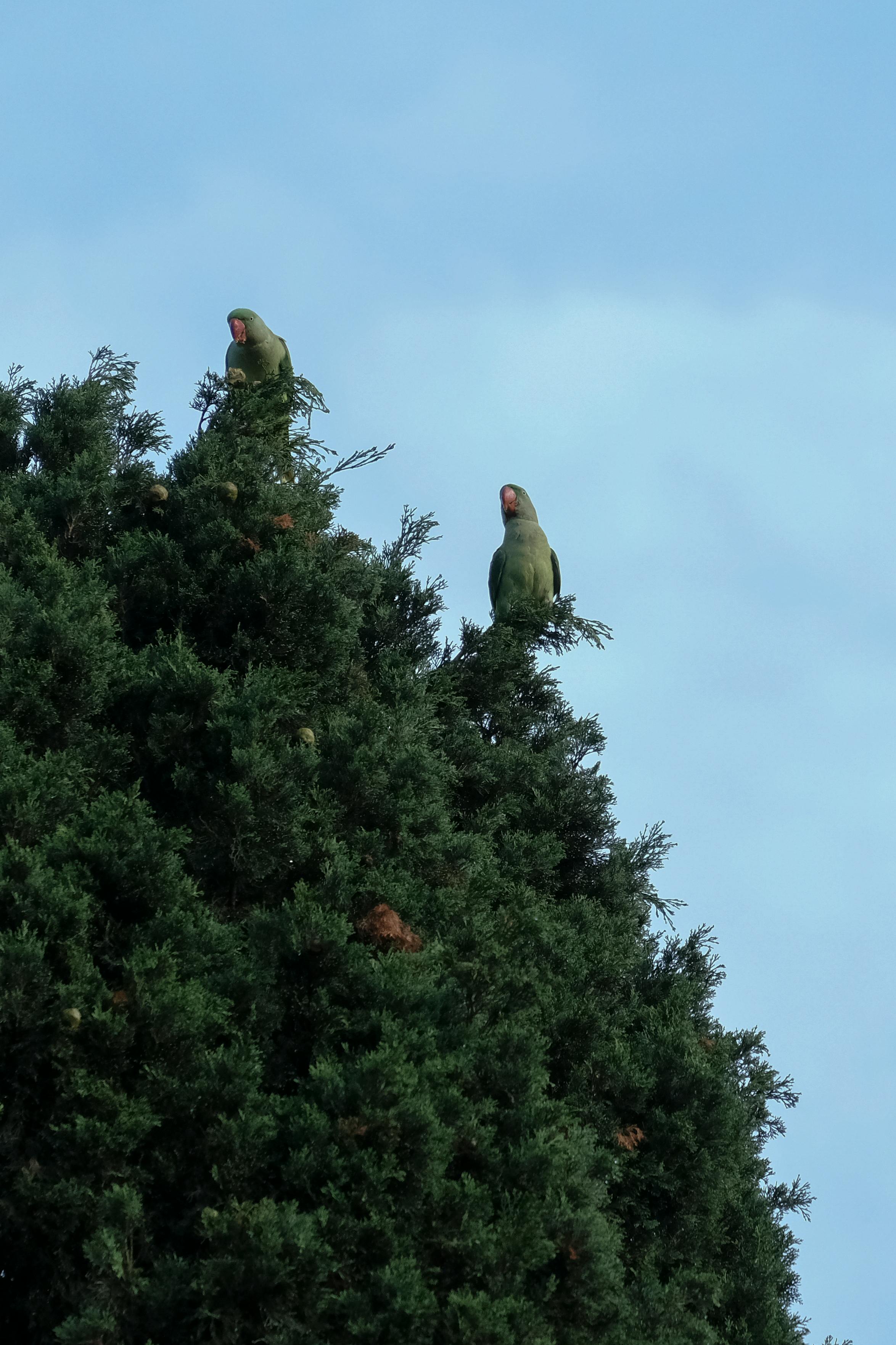 13+ Fotos y Imágenes de Suau kus Gratis · Banco de Fotos Gratis