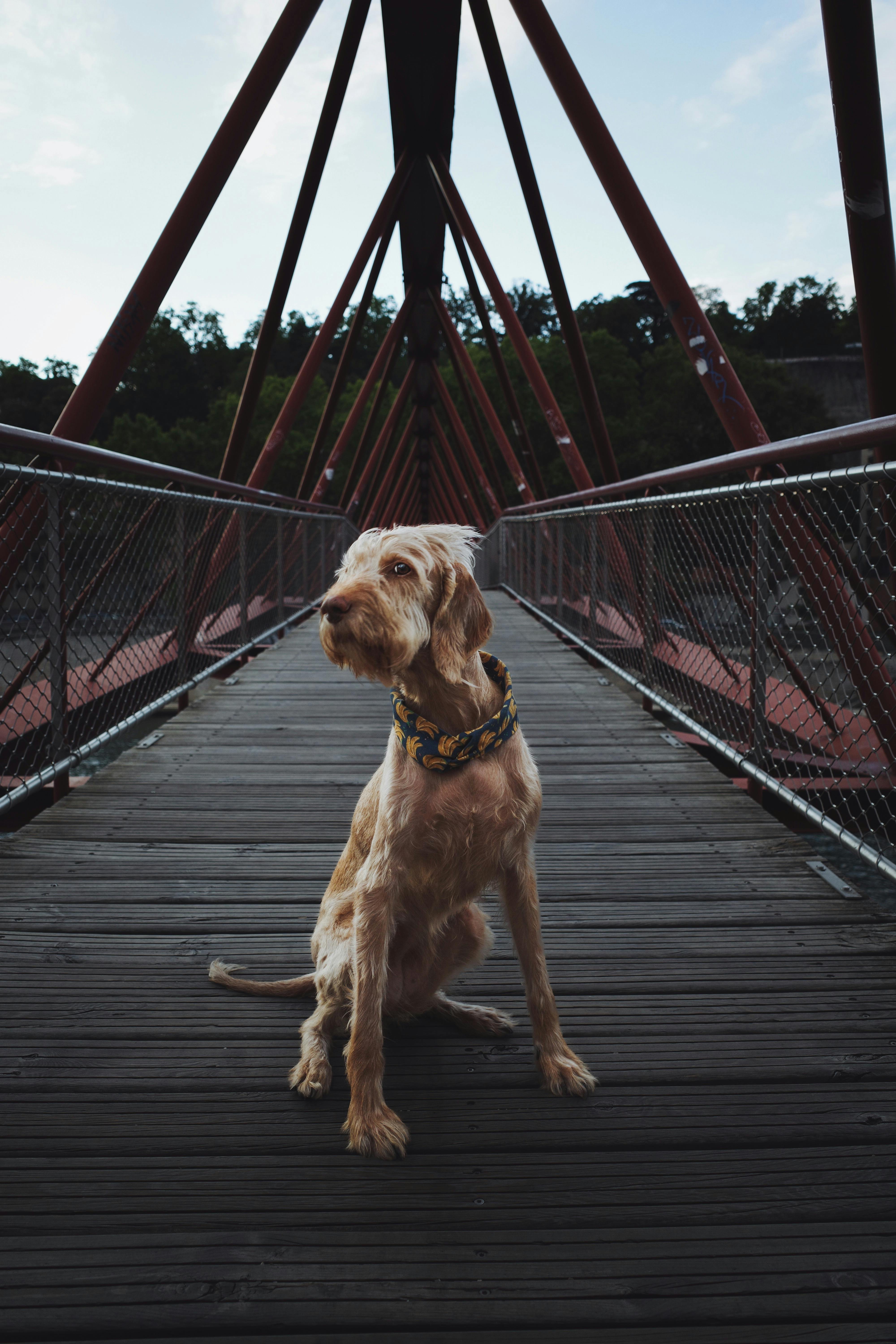 Italian Spinone Dog on a Rustic Bridge · Free Stock Photo