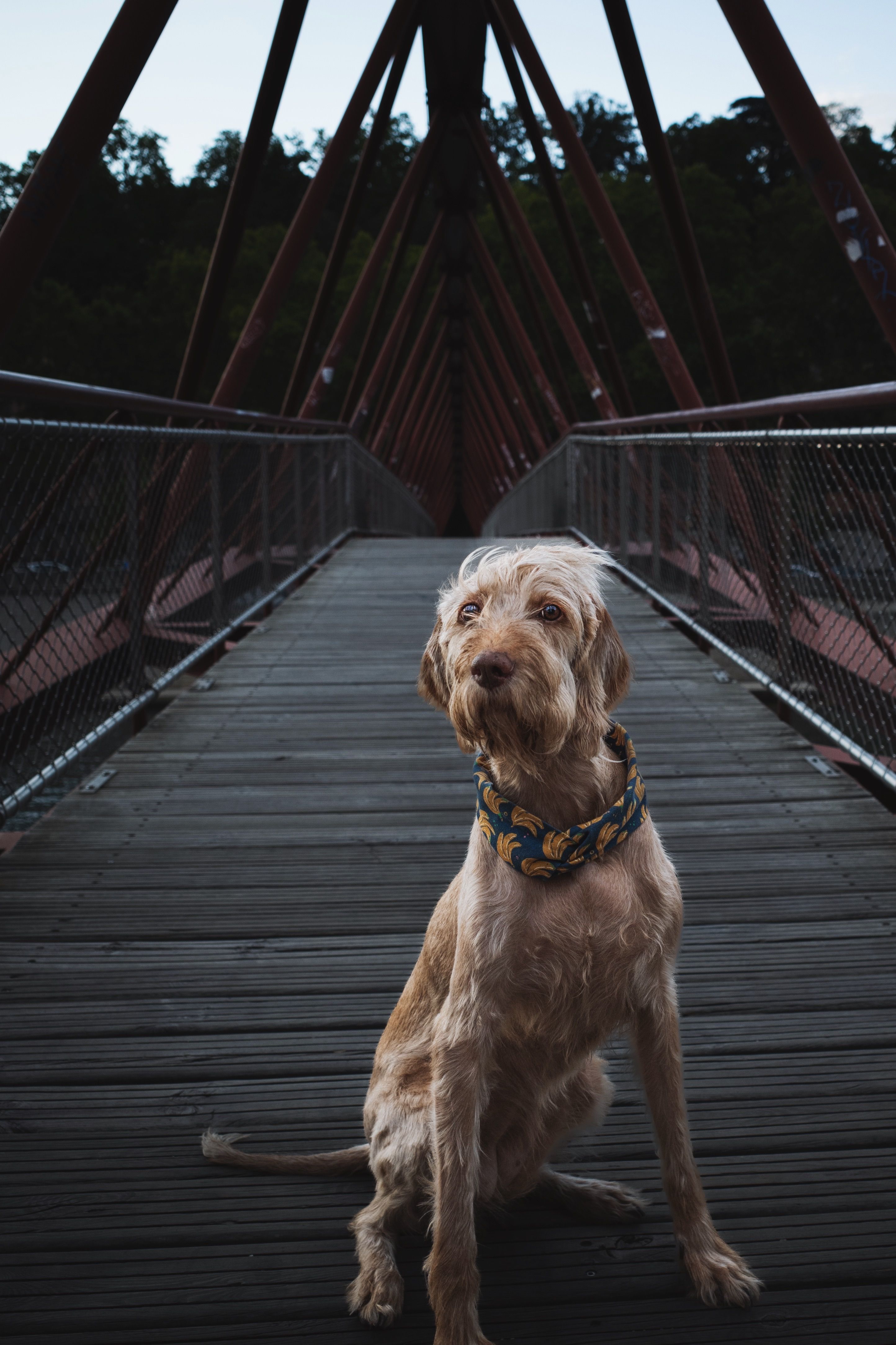 Scruffy Dog Sitting on Modern Metal Bridge · Free Stock Photo