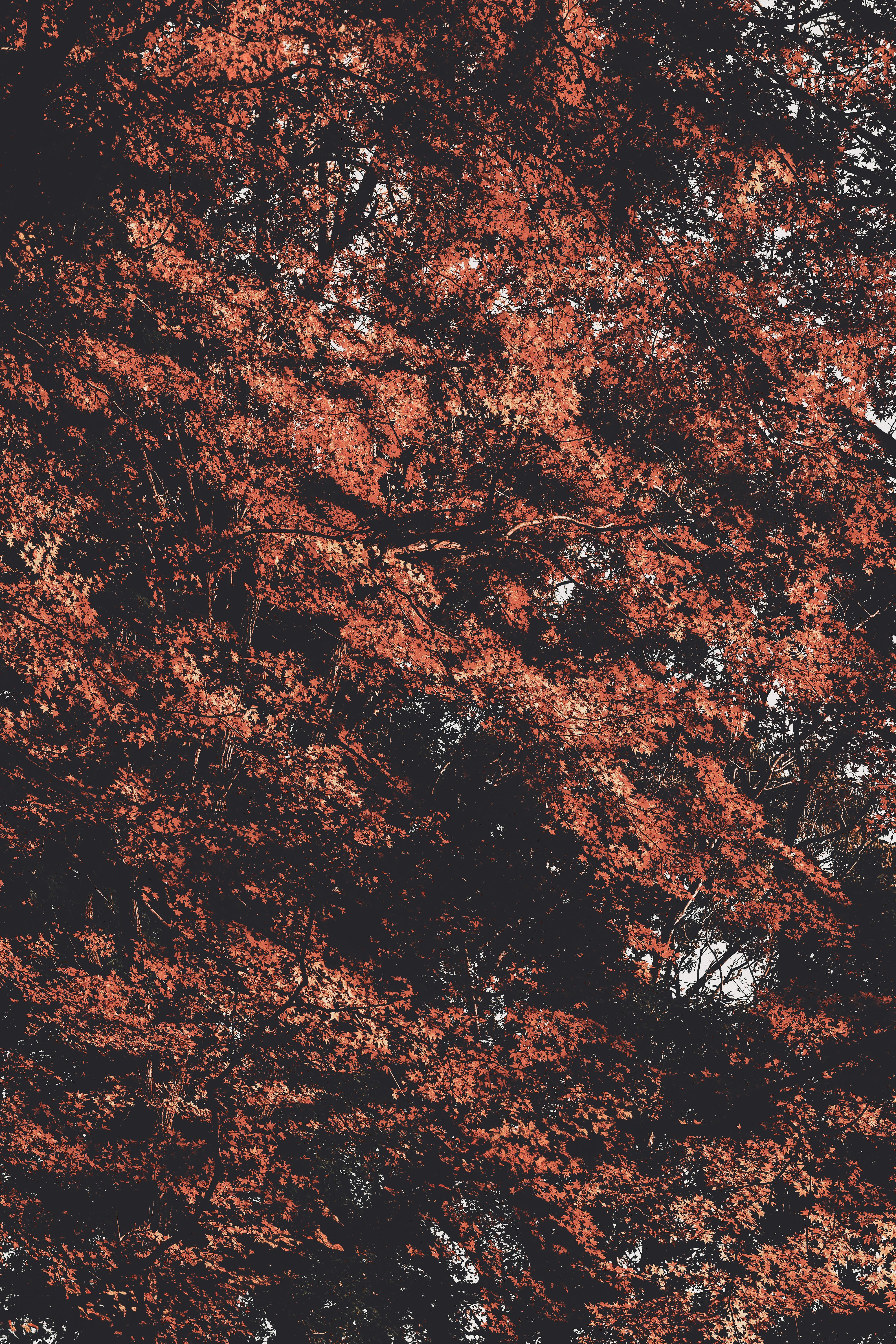 Vibrant Autumn Foliage with Rich Rust Colors · Free Stock Photo