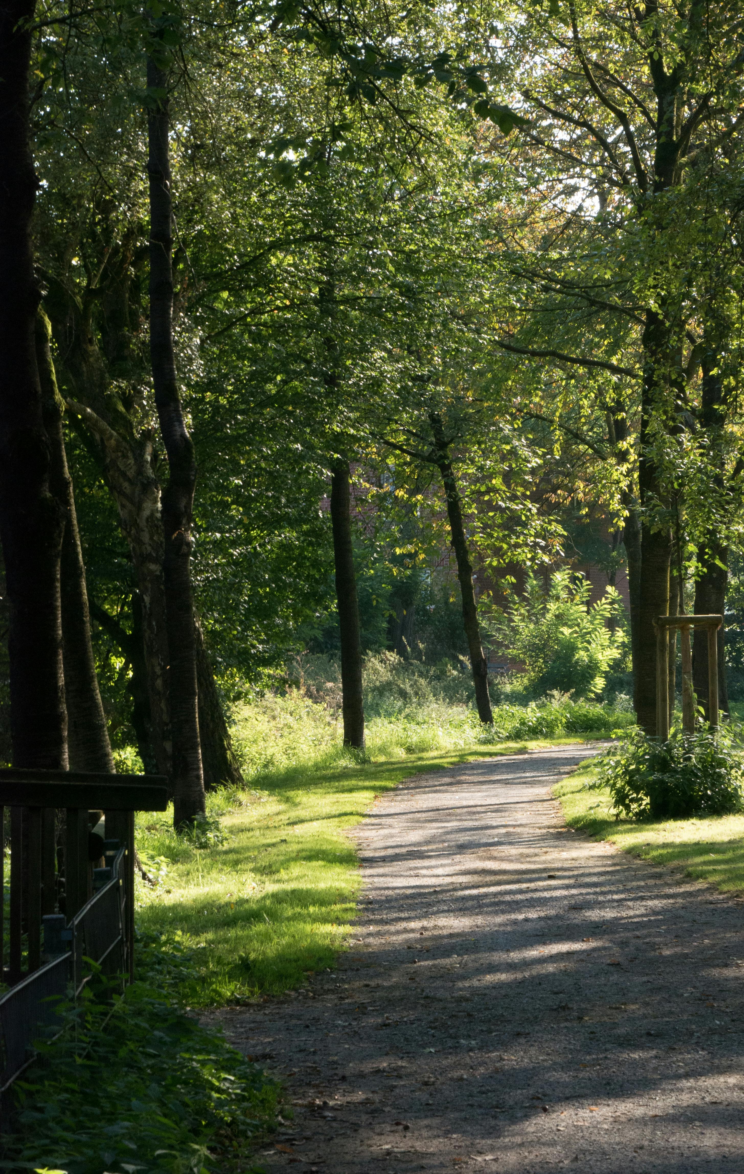 Sunny Pathway Through a Serene Forest · Free Stock Photo