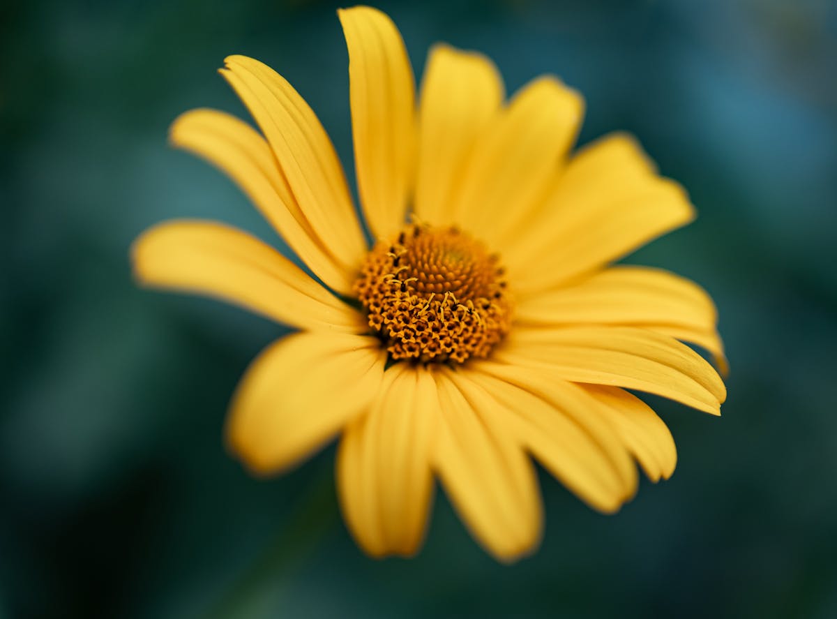 Color: Yellow Photos, Download The BEST Free Color: Yellow Stock Photos ...