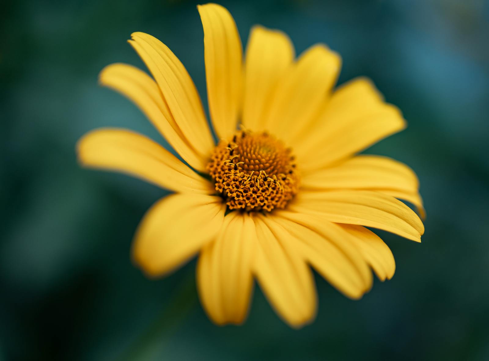 Color: Yellow Photos, Download The BEST Free Color: Yellow Stock Photos ...