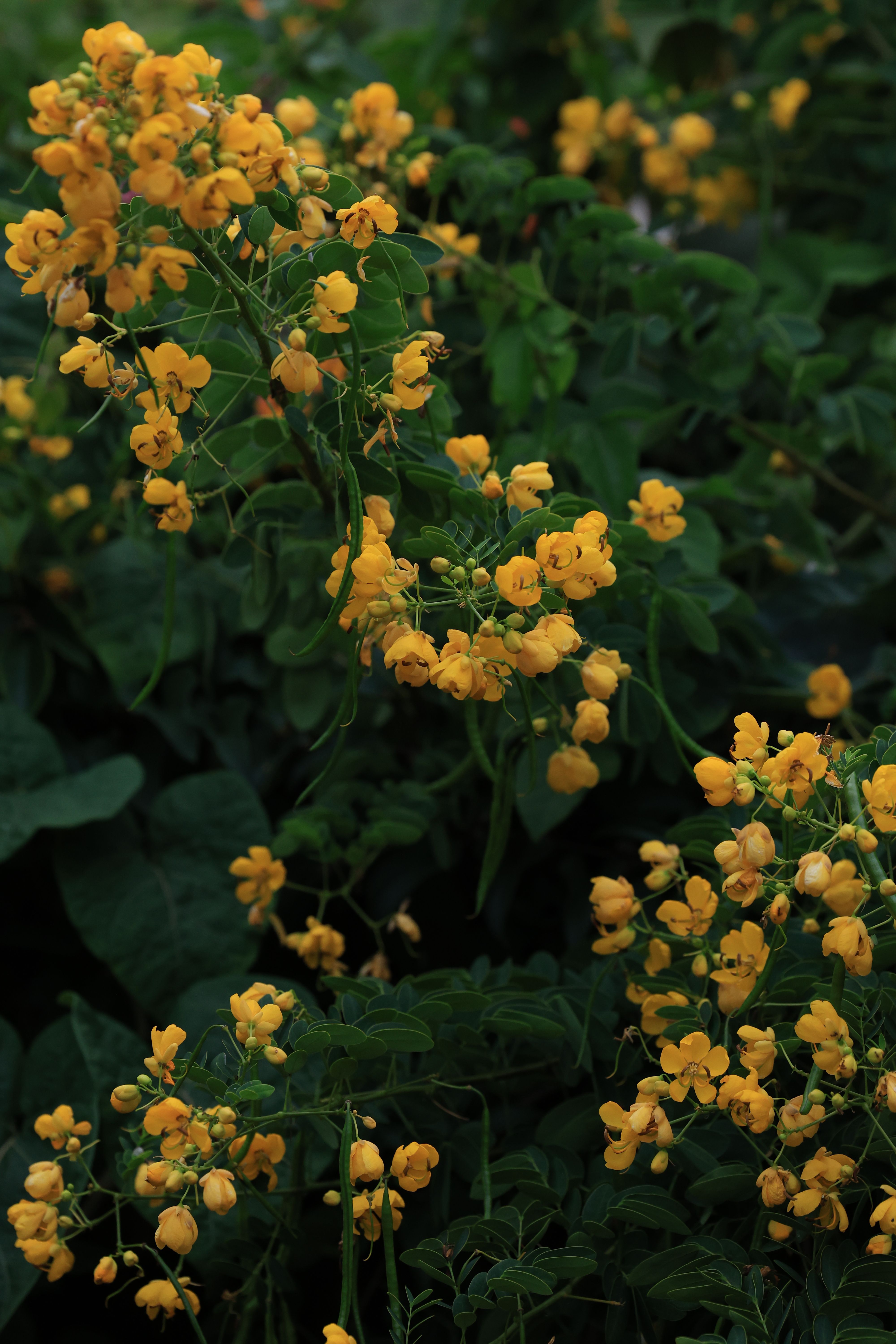 Yellow Flowers Konnapoo Photos, Download The BEST Free Yellow Flowers ...