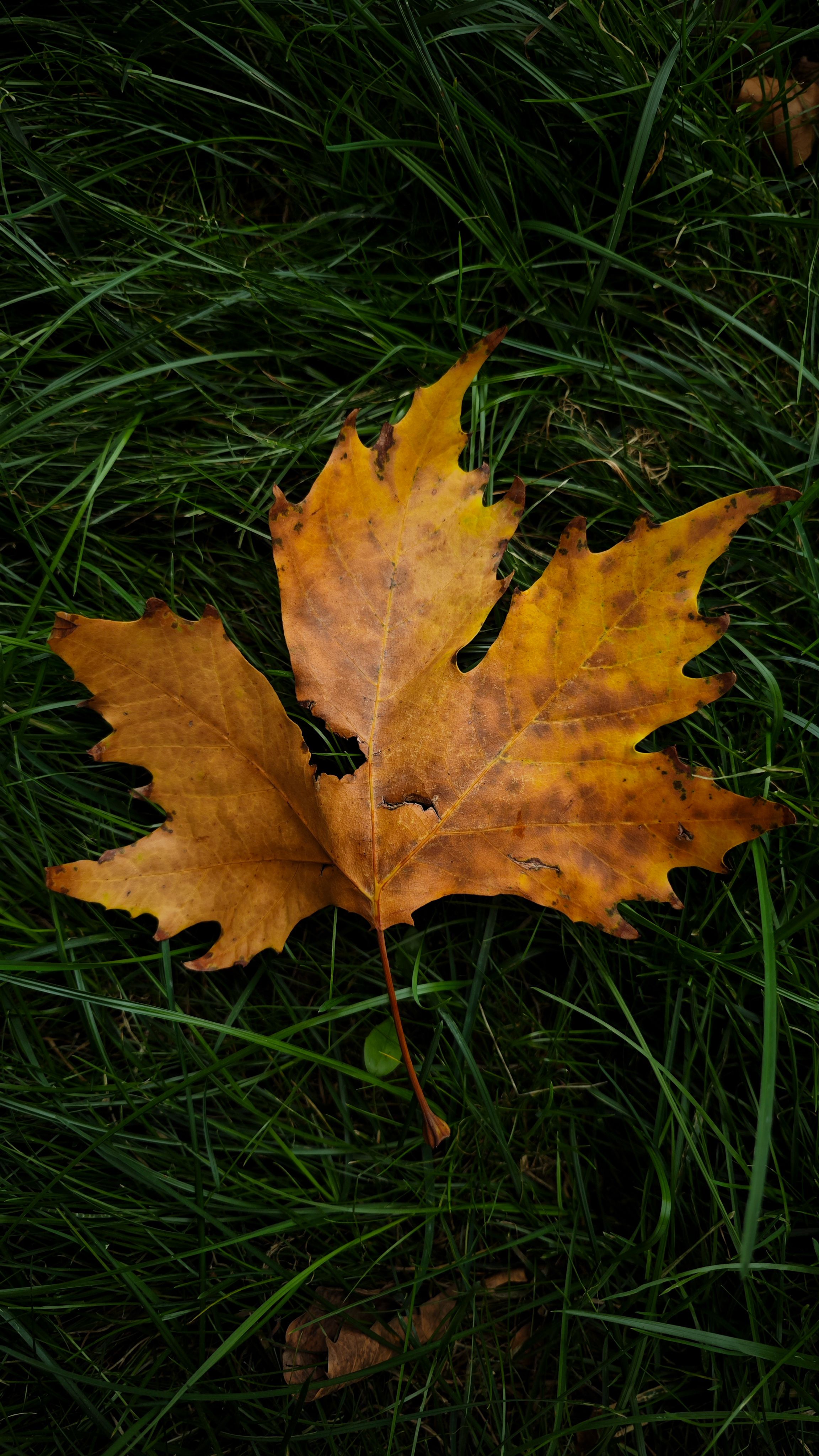 Close-Up Photograph of a Maple Leaf · Free Stock Photo